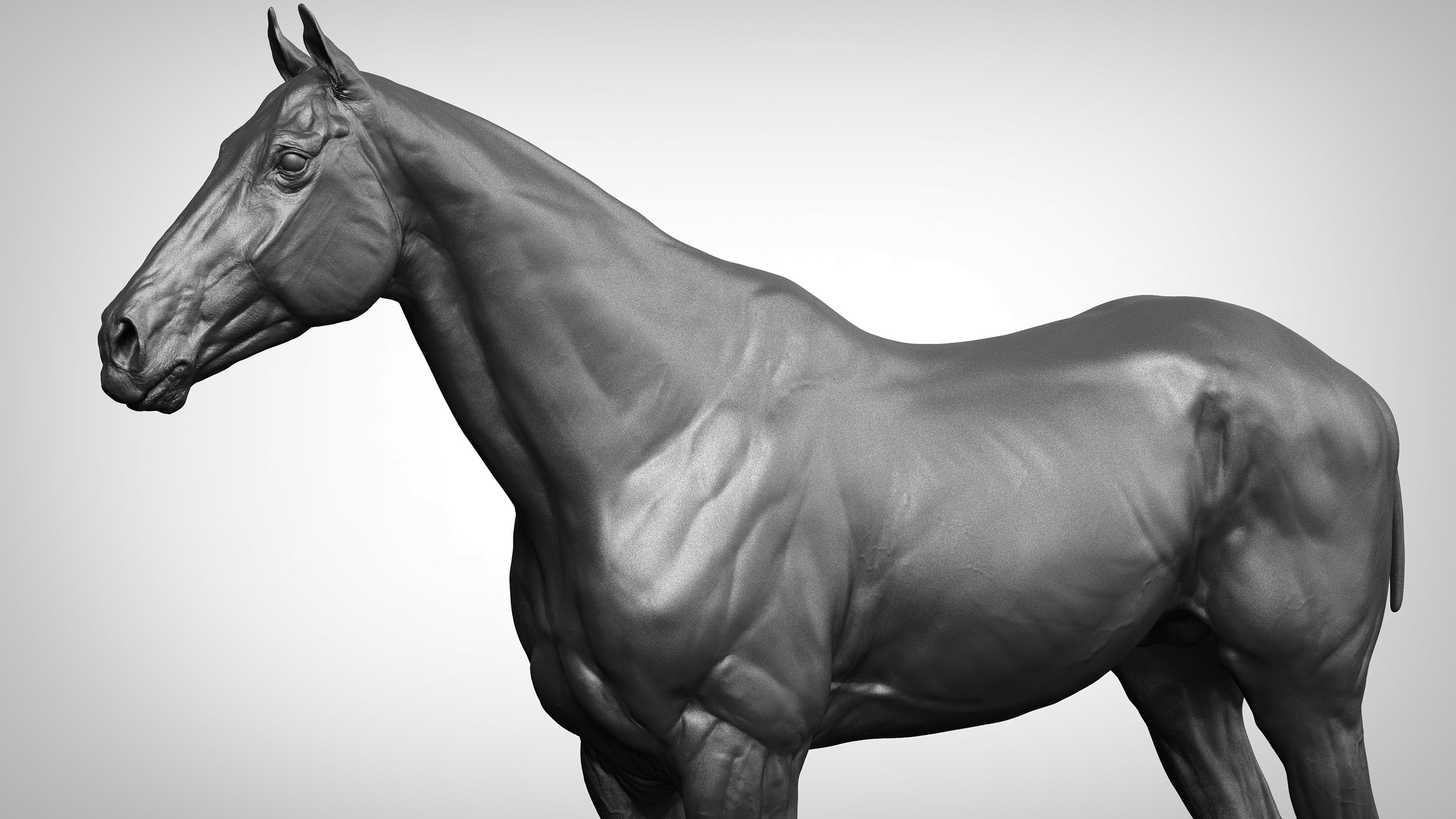 Horse Anatomy Eqine Ecorche - ZBrushCentral