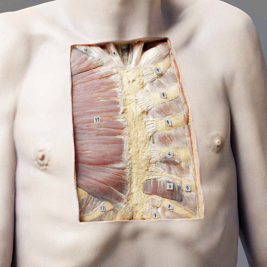 Dissection of the thorax - ZBrushCentral