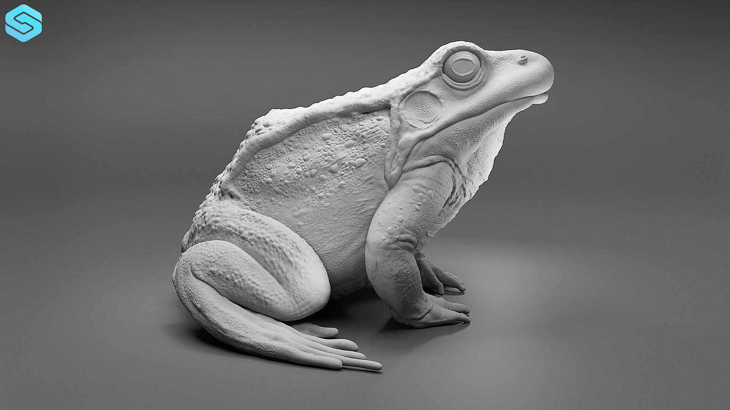Frog - ZBrushCentral