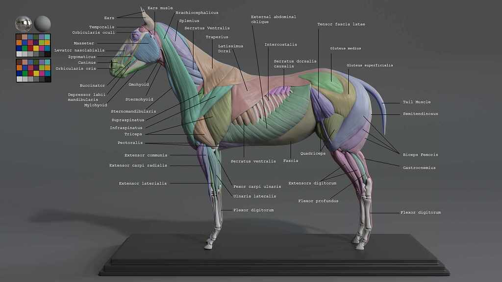 Horse Ecorche - ZBrushCentral