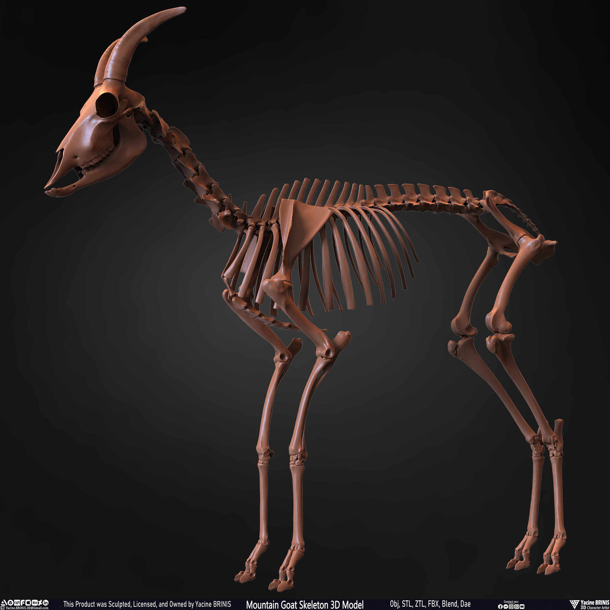 Mountain Goat Skeleton 3D Model - ZBrushCentral