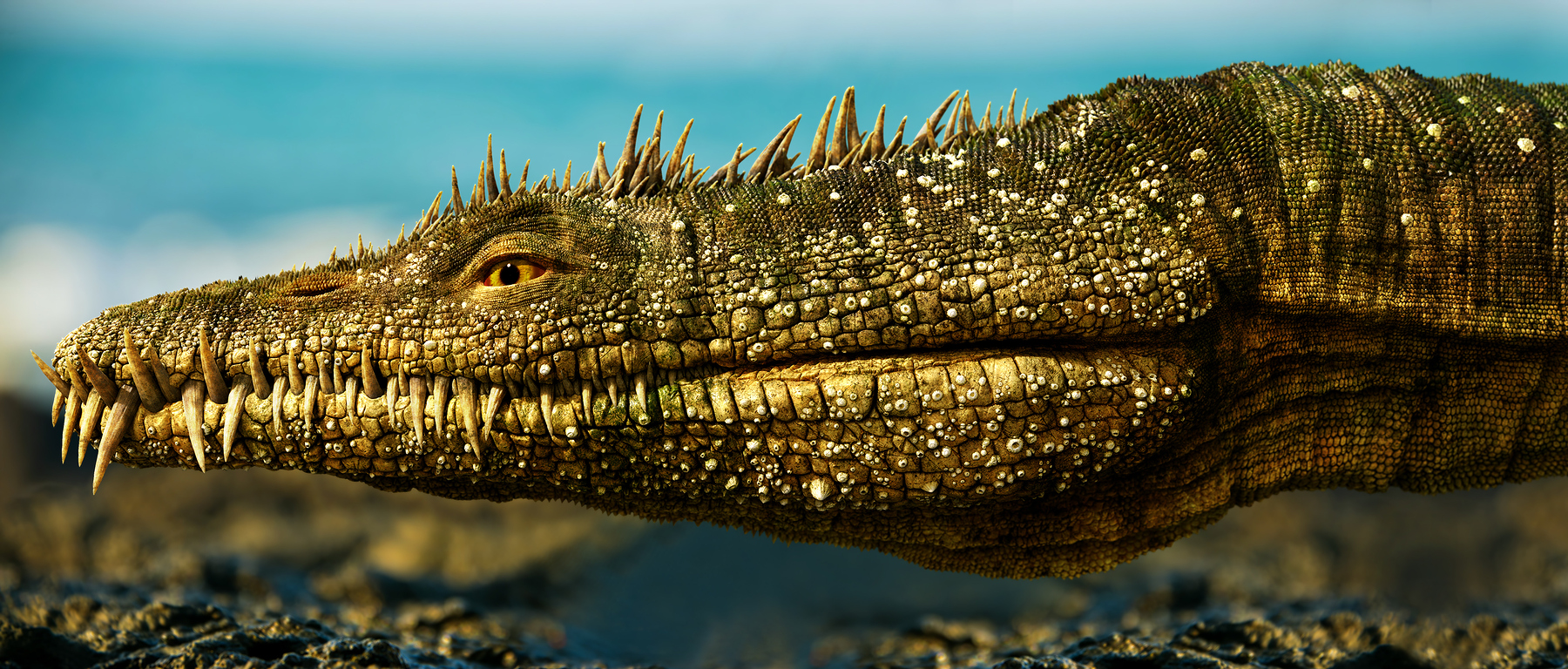 Nothosaurus - ZBrushCentral