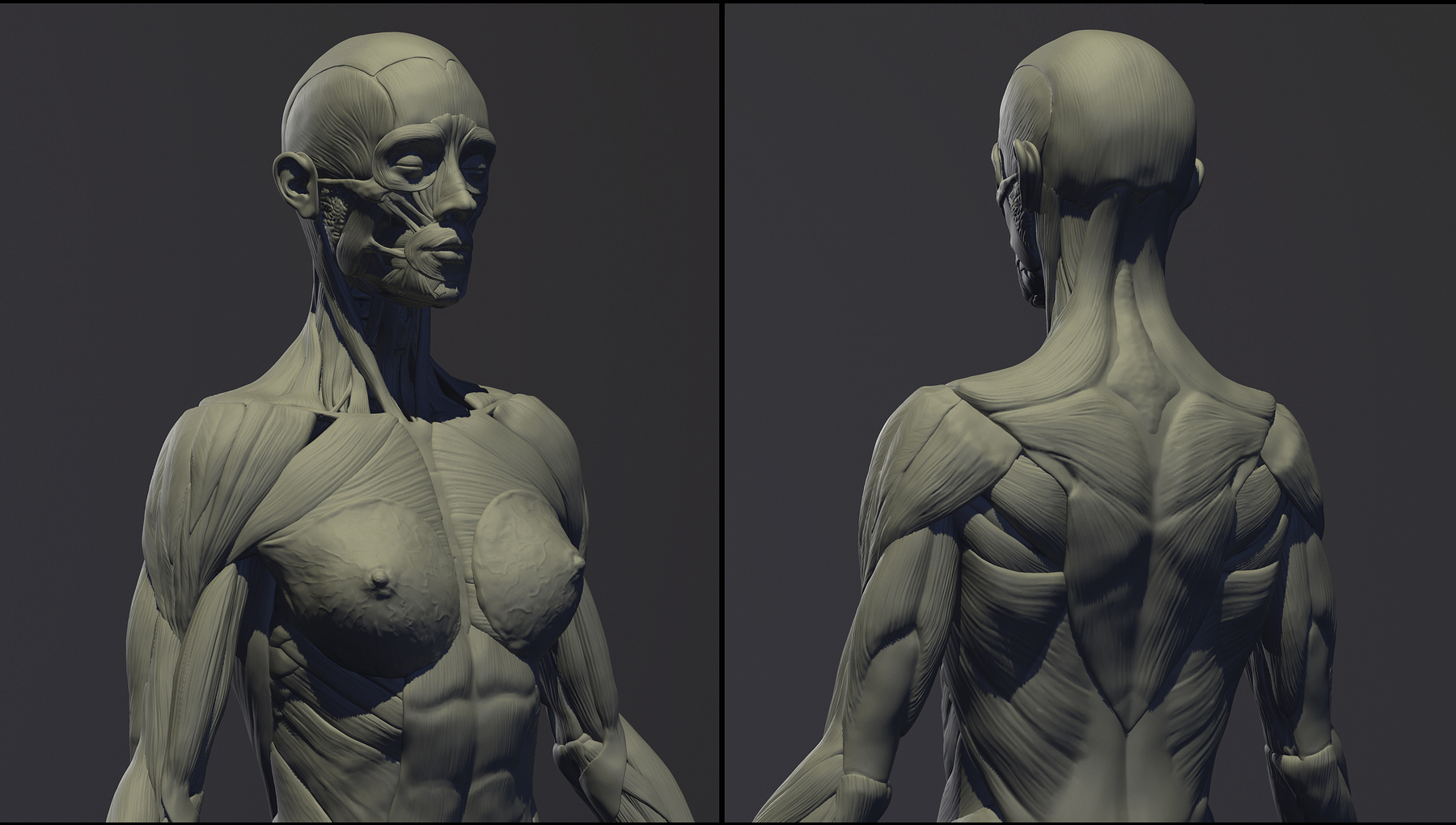 Female Anatomy Kit - ZBrushCentral