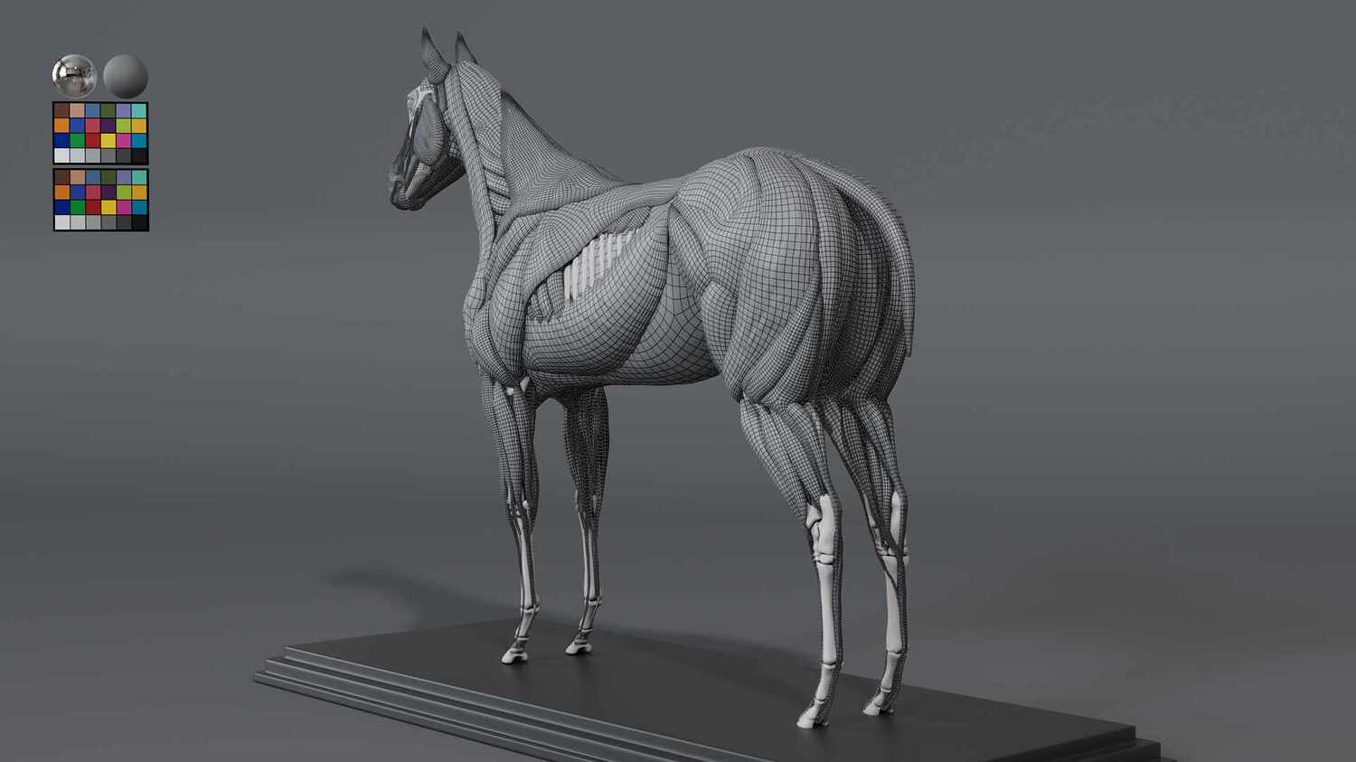 Horse Ecorche - ZBrushCentral