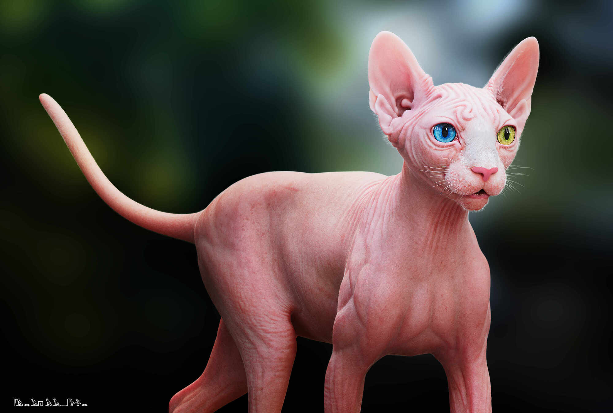 Sphinx cat - ZBrushCentral
