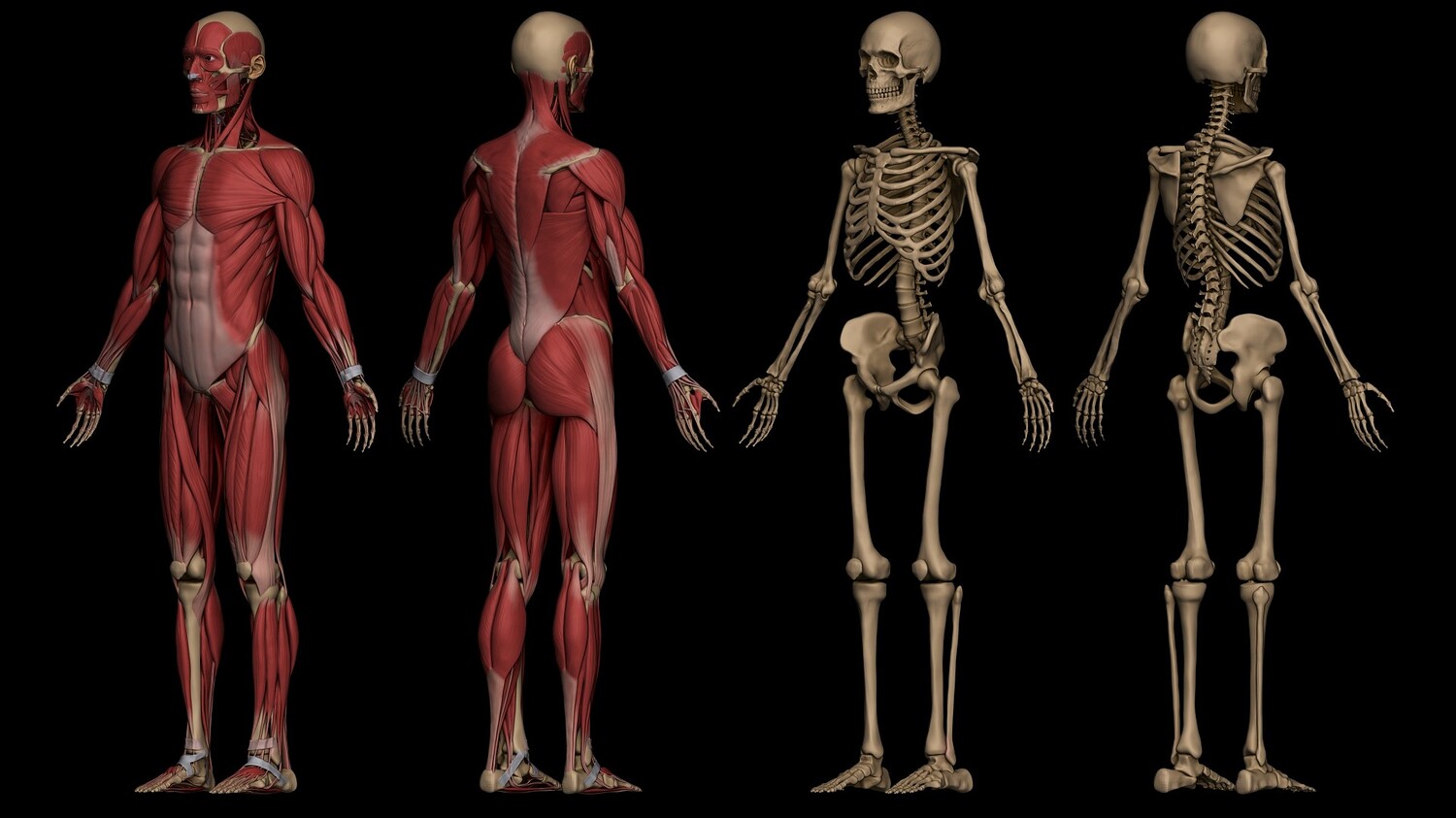 Ecorche - Human Anatomy Study - ZBrushCentral
