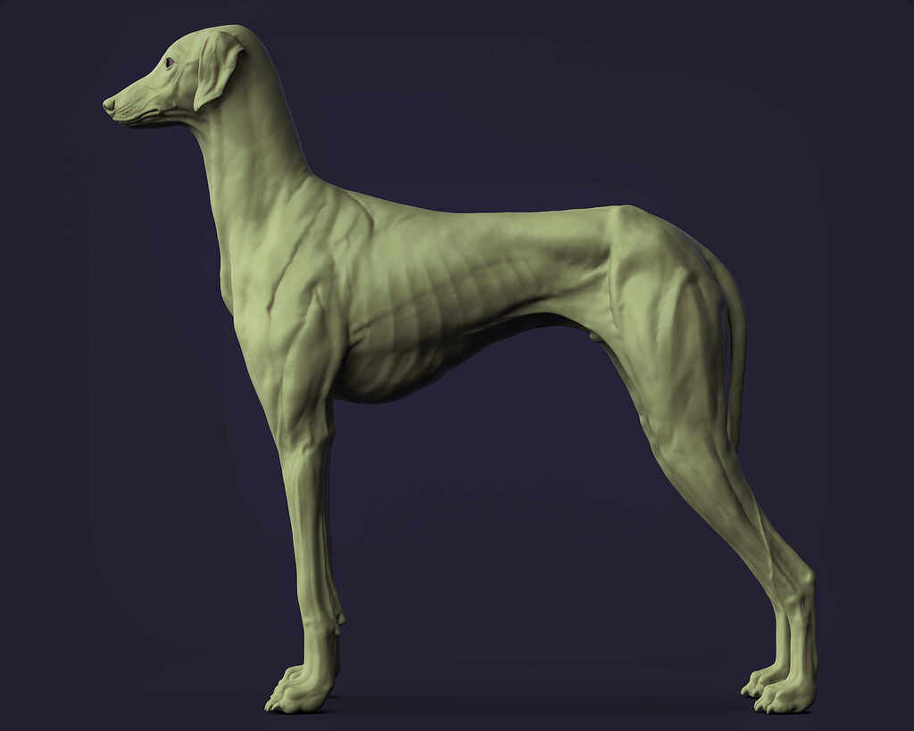 Greyhound(anatomy Study) - ZBrushCentral