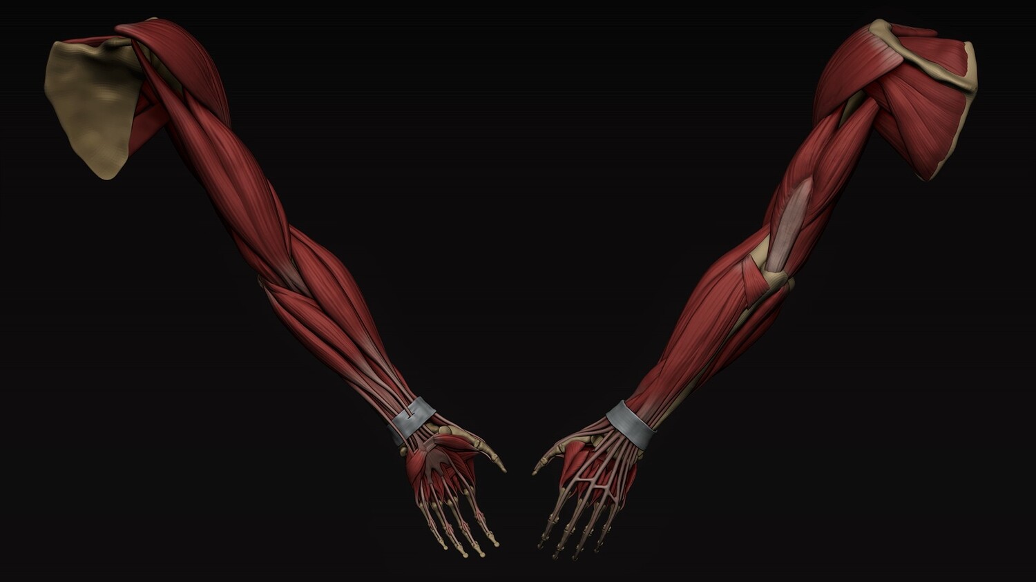 Ecorche - Human Anatomy Study - ZBrushCentral