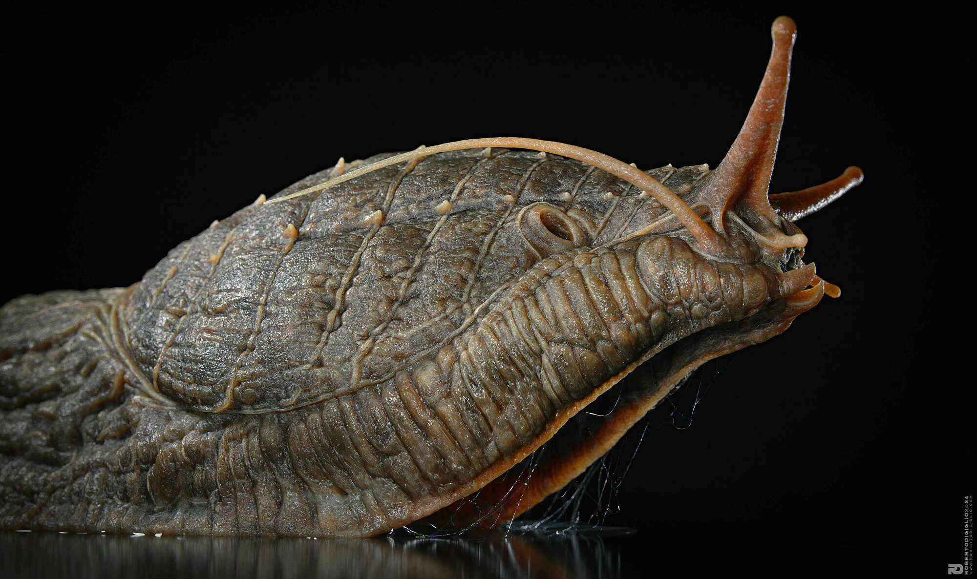 Limax Magnodentis - ZBrushCentral