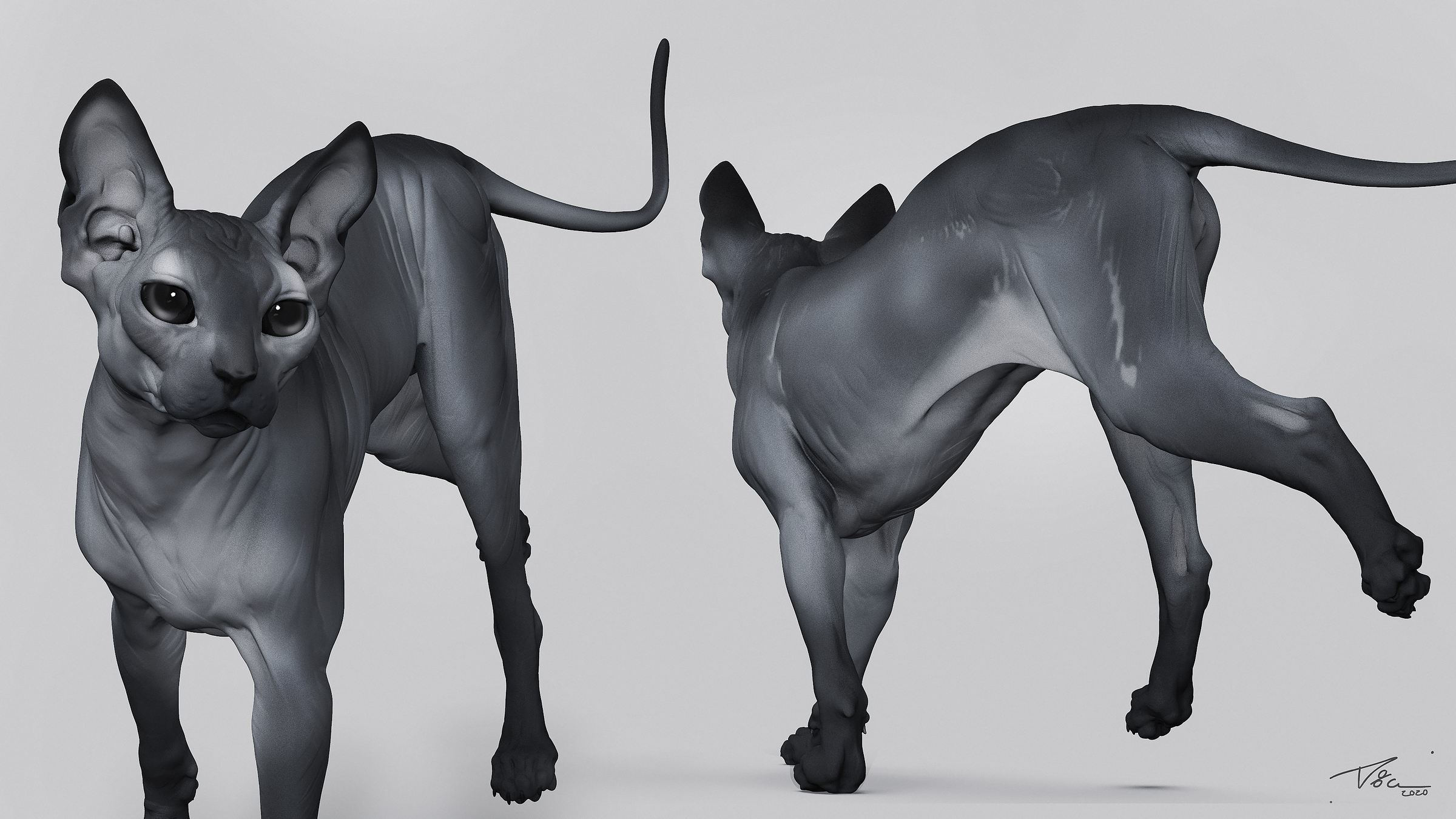 Sphynx cat (study 02) - ZBrushCentral