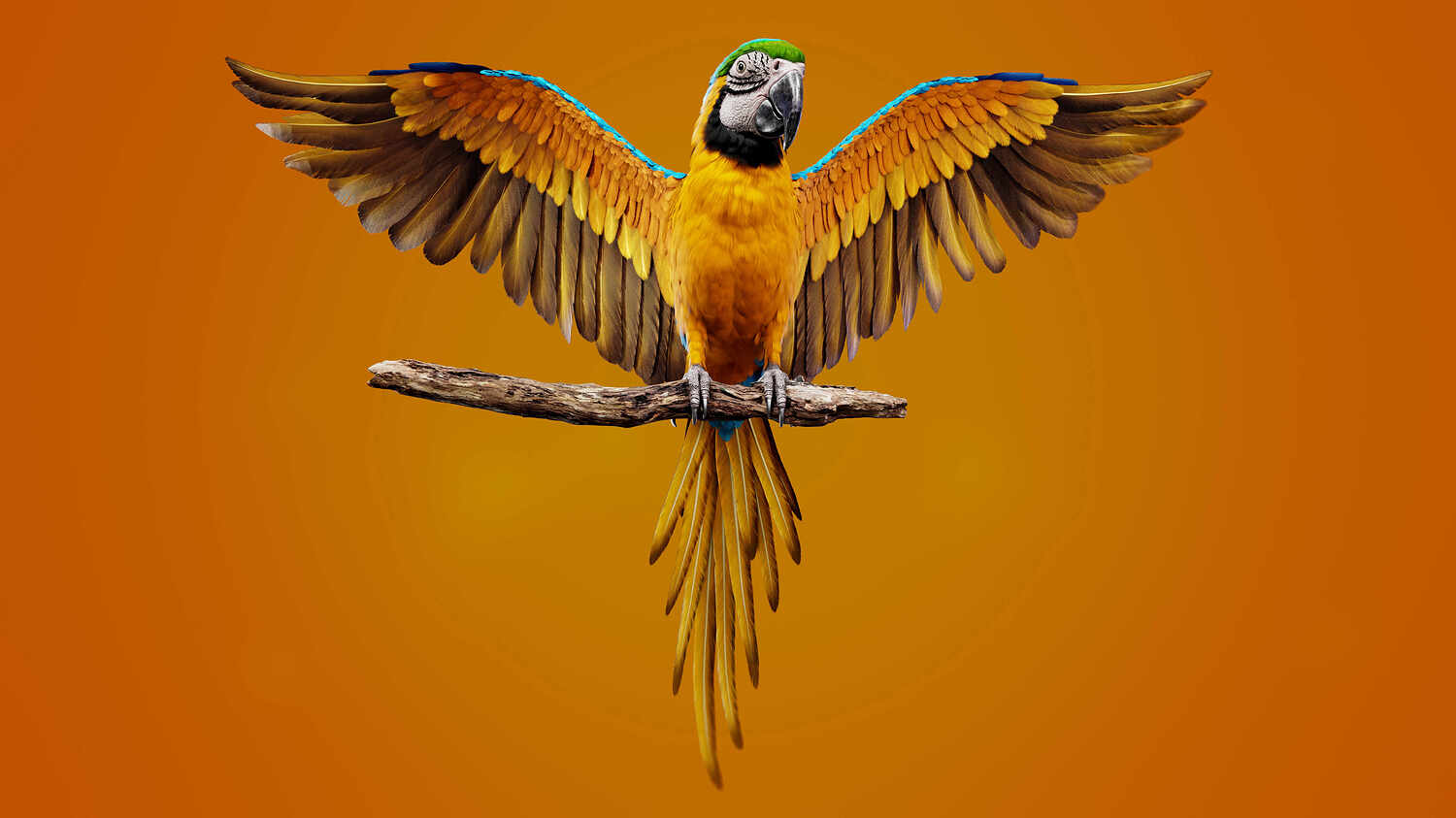 The Macaw Project - ZBrushCentral