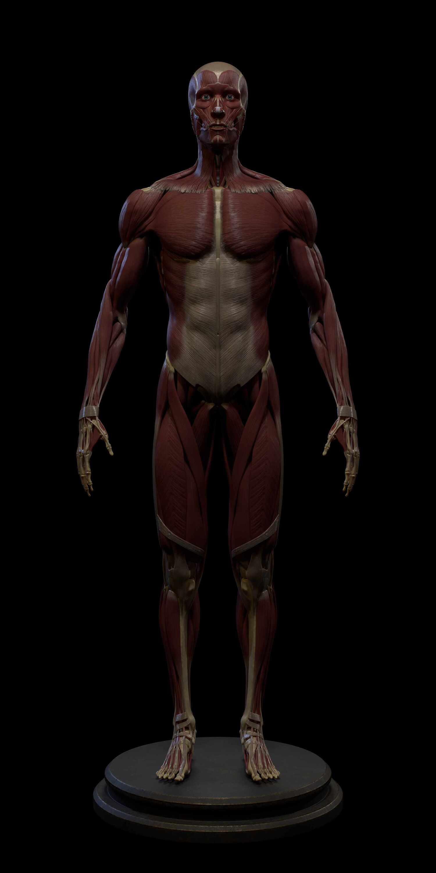 Écorché - Anatomy Study - ZBrushCentral