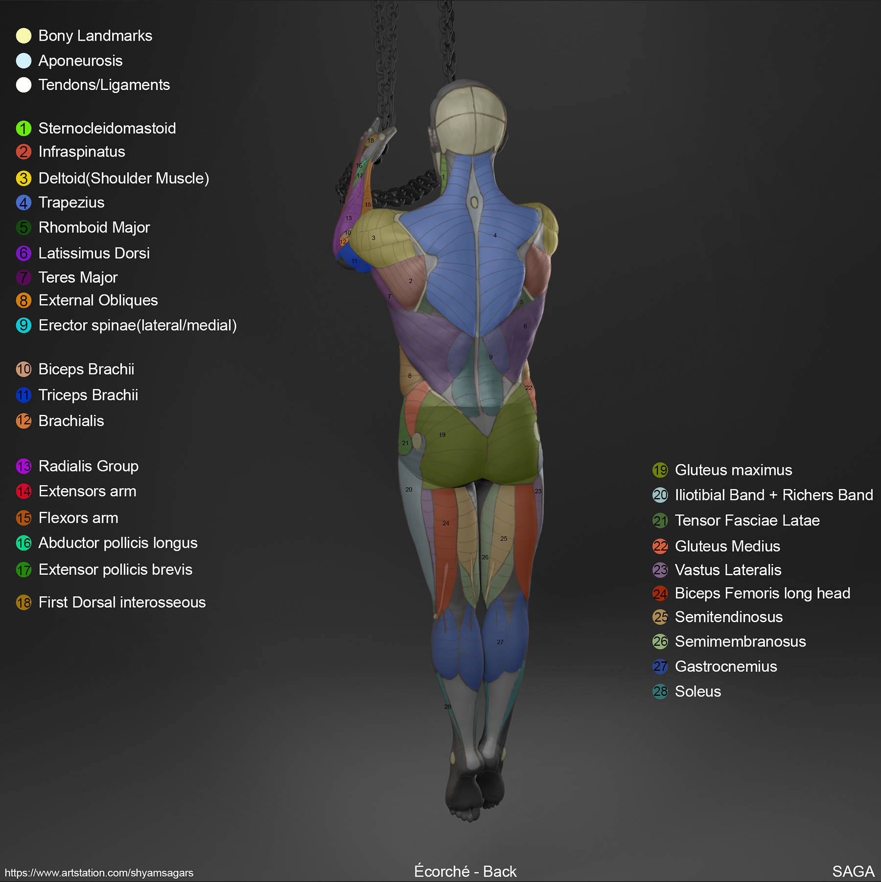 Anatomy in Motion - Male Study 01 - Écorché - ZBrushCentral