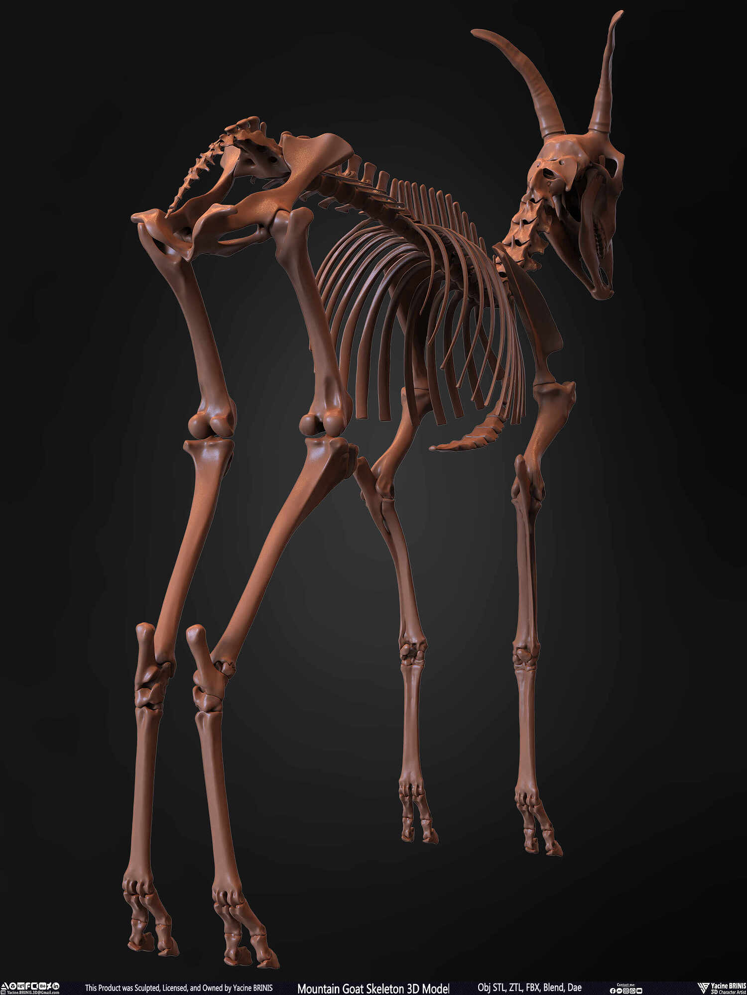 Mountain Goat Skeleton 3D Model - ZBrushCentral