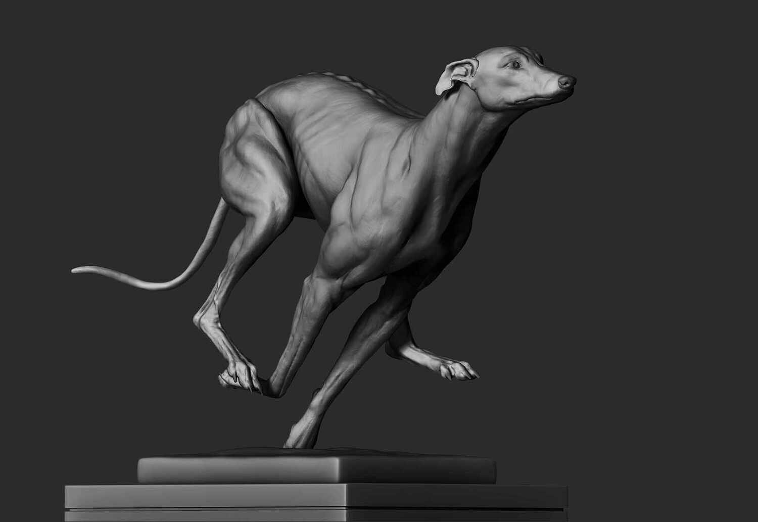Sculpt Doggy Dog - Greyhound - ZBrushCentral