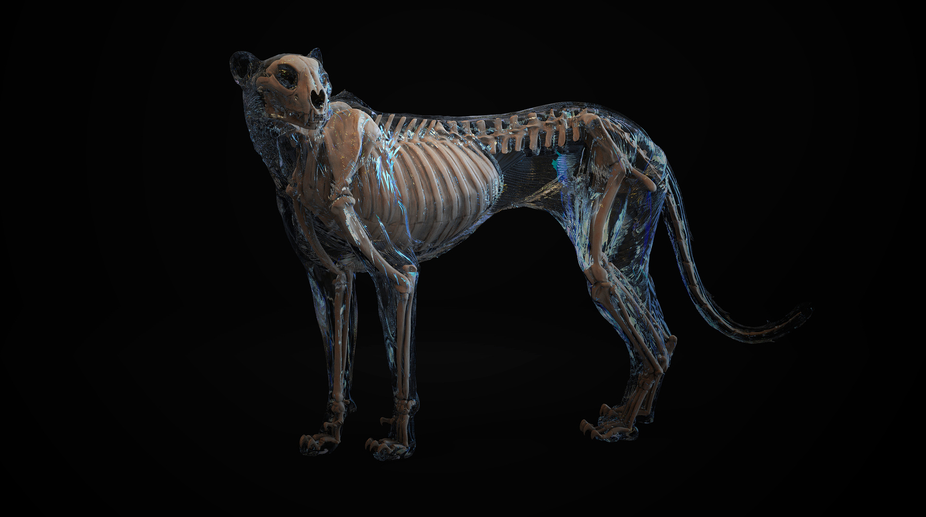 Cheetah Anatomy Study 01 - ZBrushCentral