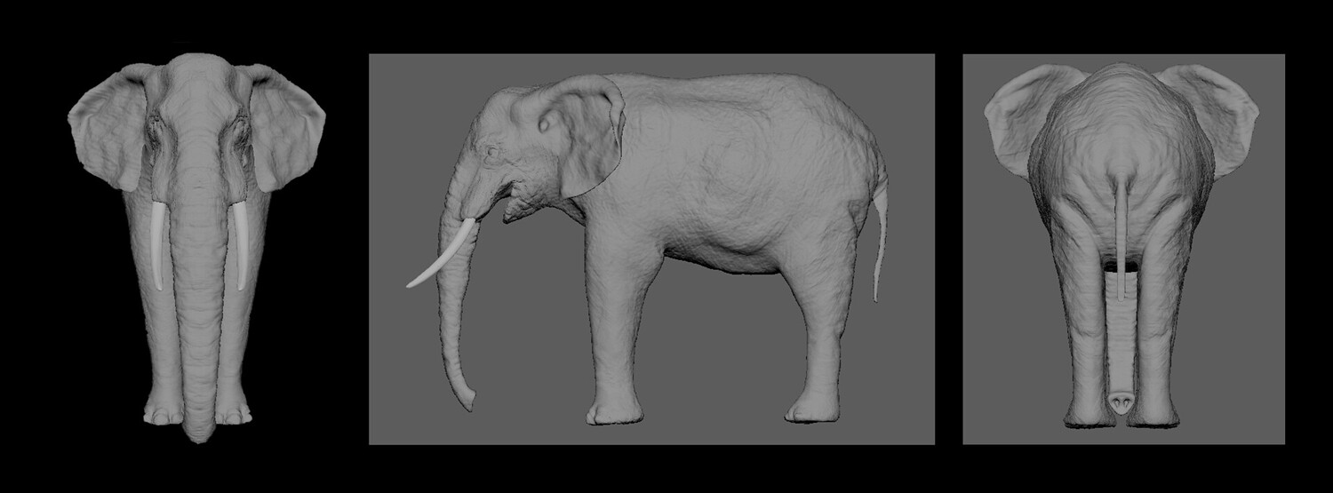 Elephant study - ZBrushCentral