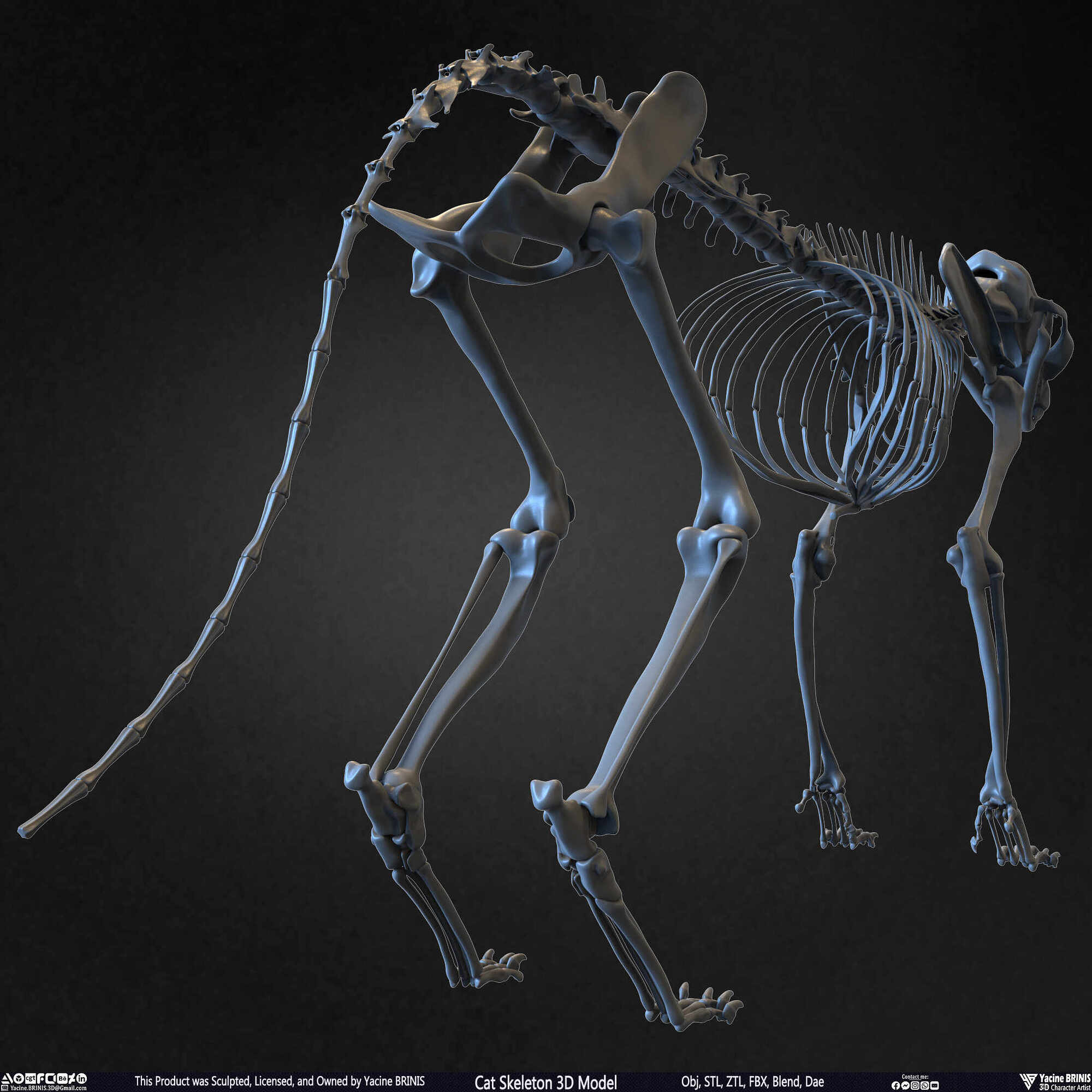 Cat Skeleton 3D Model - ZBrushCentral
