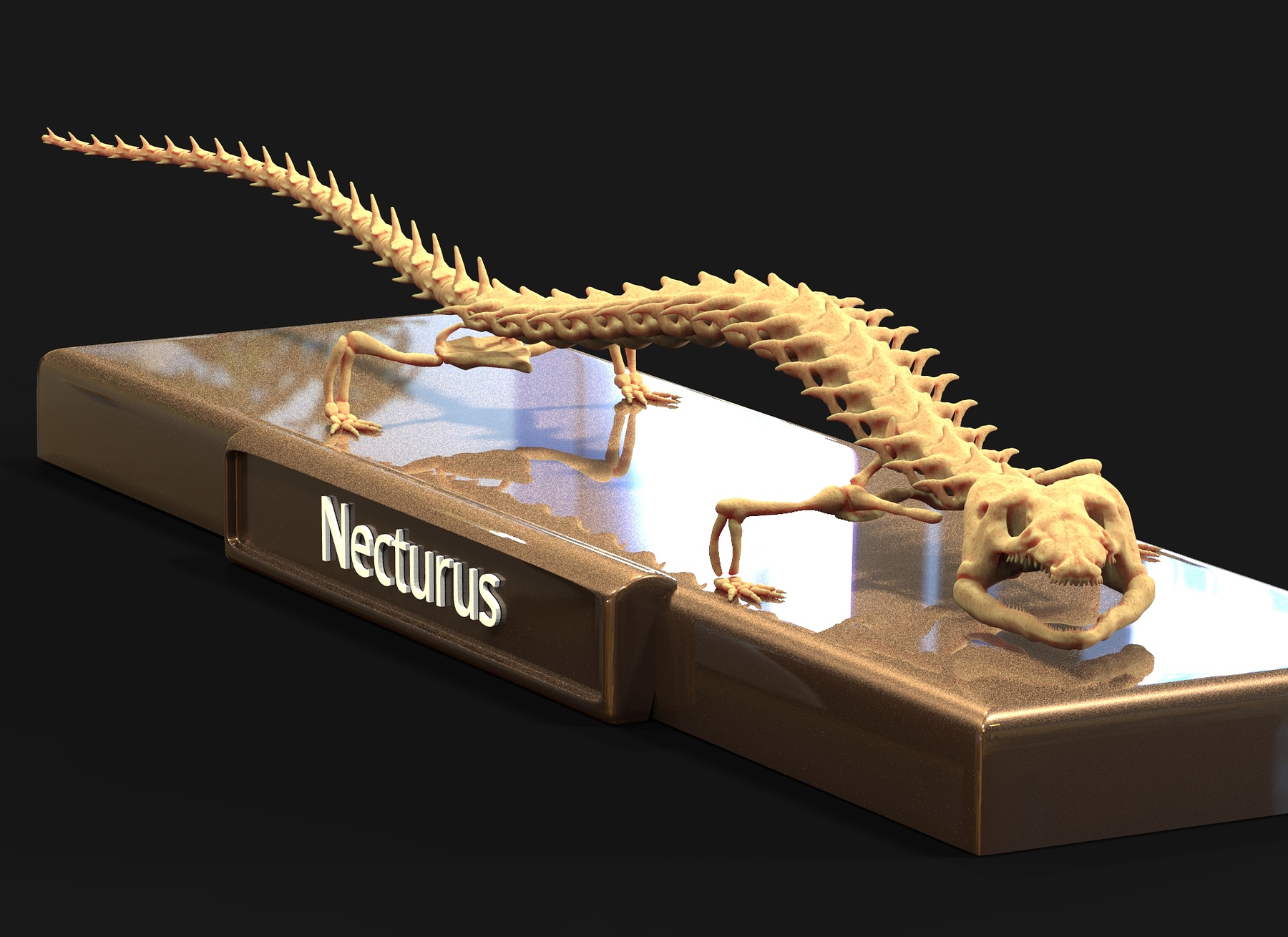 Necturus - Skeletal Anatomy - ZBrushCentral