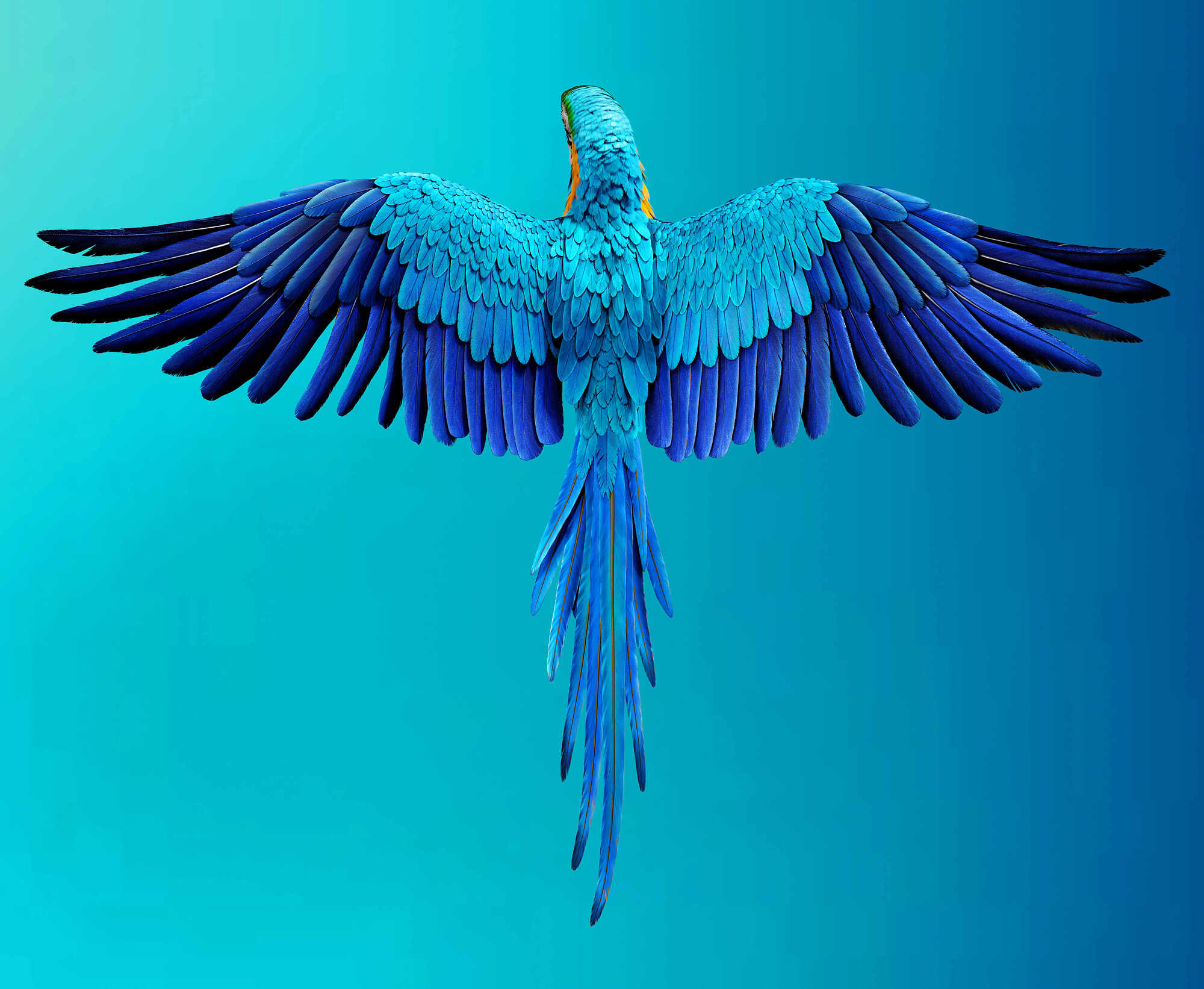 The Macaw Project - ZBrushCentral