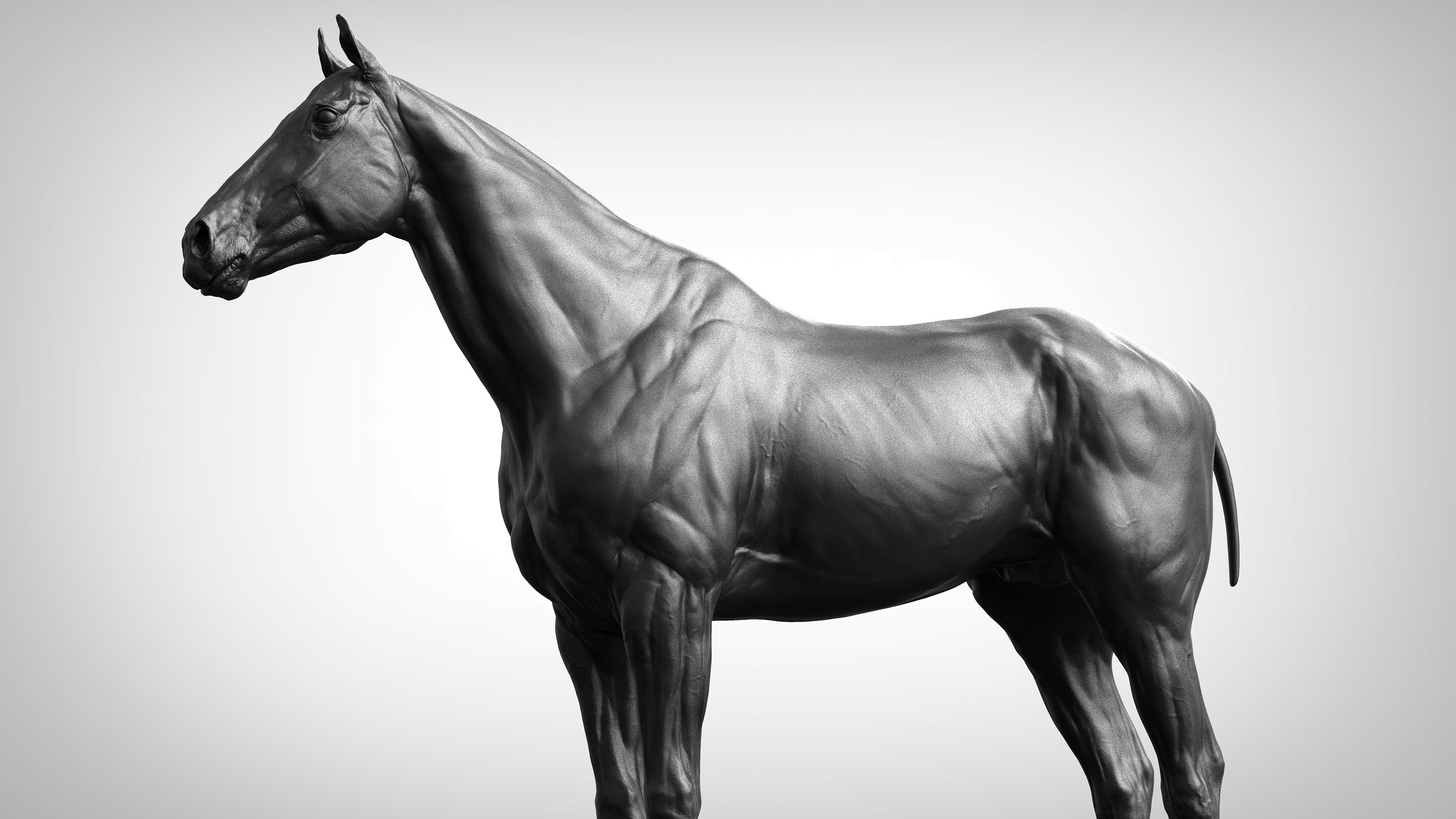 Horse Anatomy Eqine Ecorche - ZBrushCentral