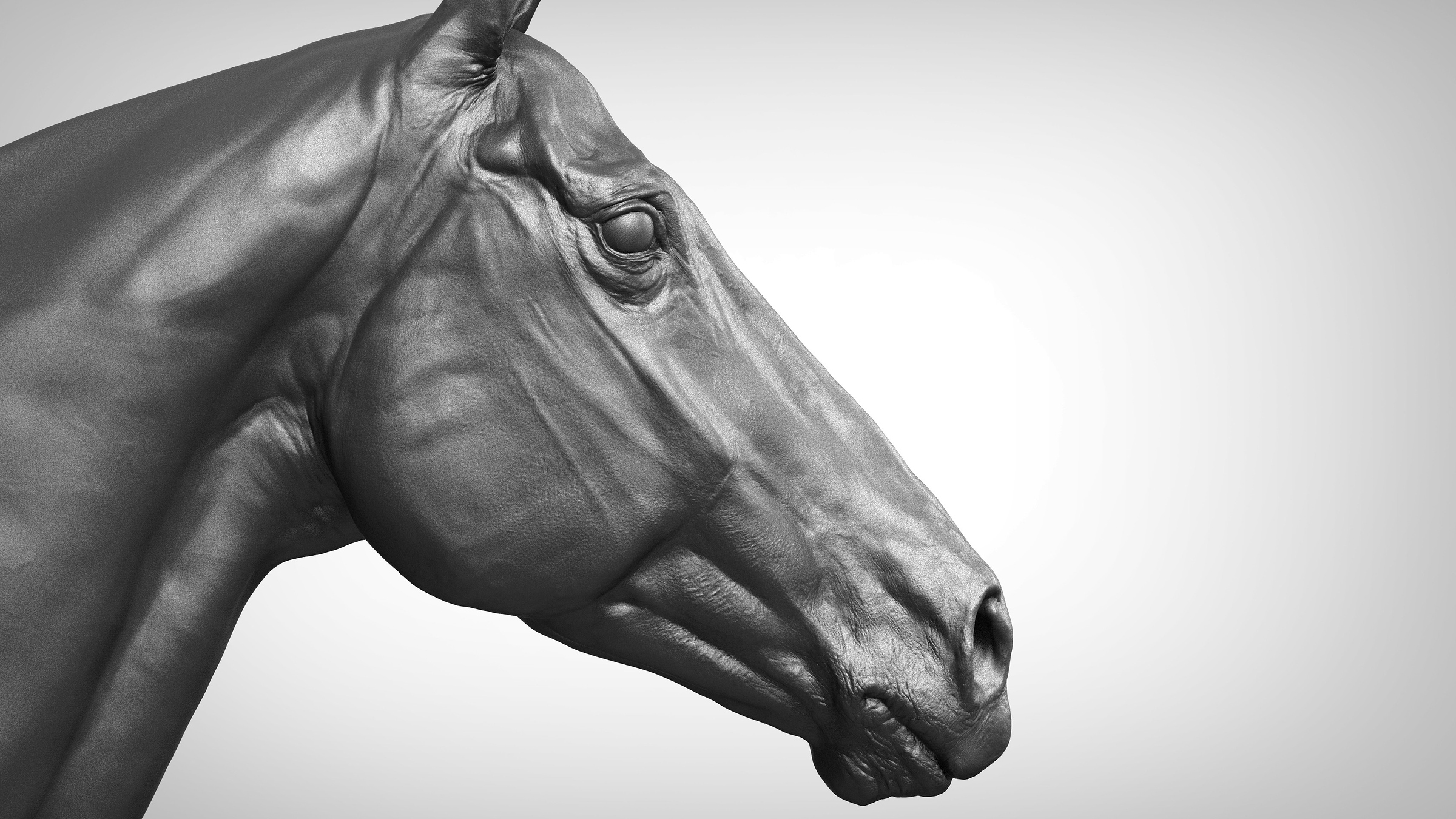 Horse Anatomy Eqine Ecorche - ZBrushCentral
