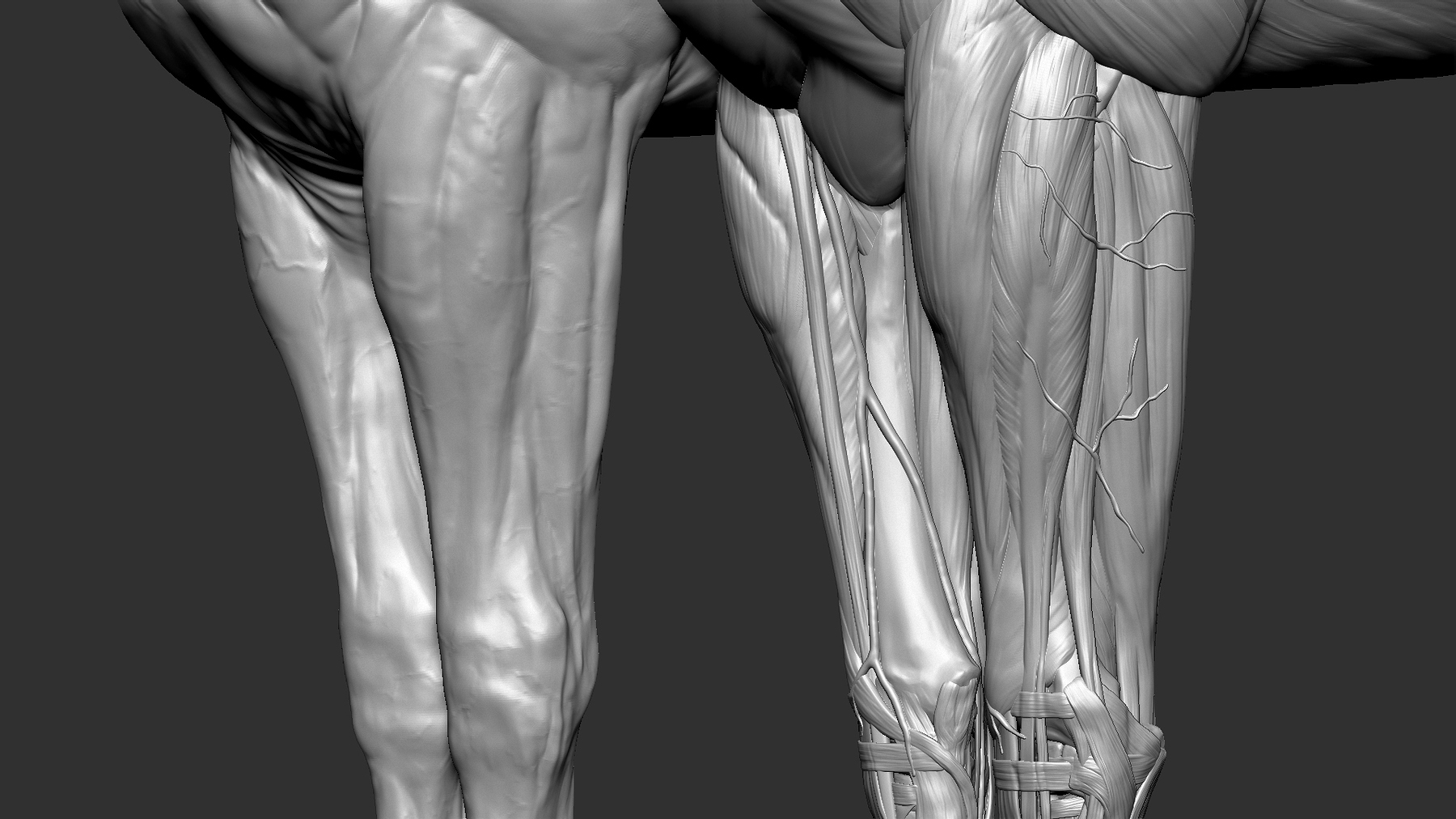 Horse Anatomy Eqine Ecorche - ZBrushCentral