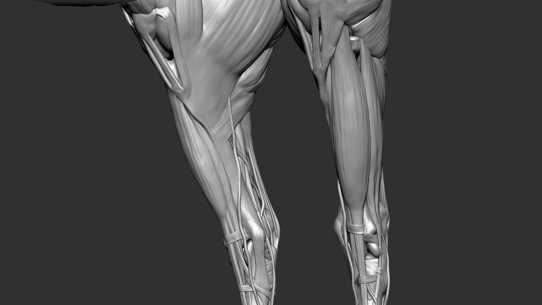 Horse Anatomy Eqine Ecorche - ZBrushCentral