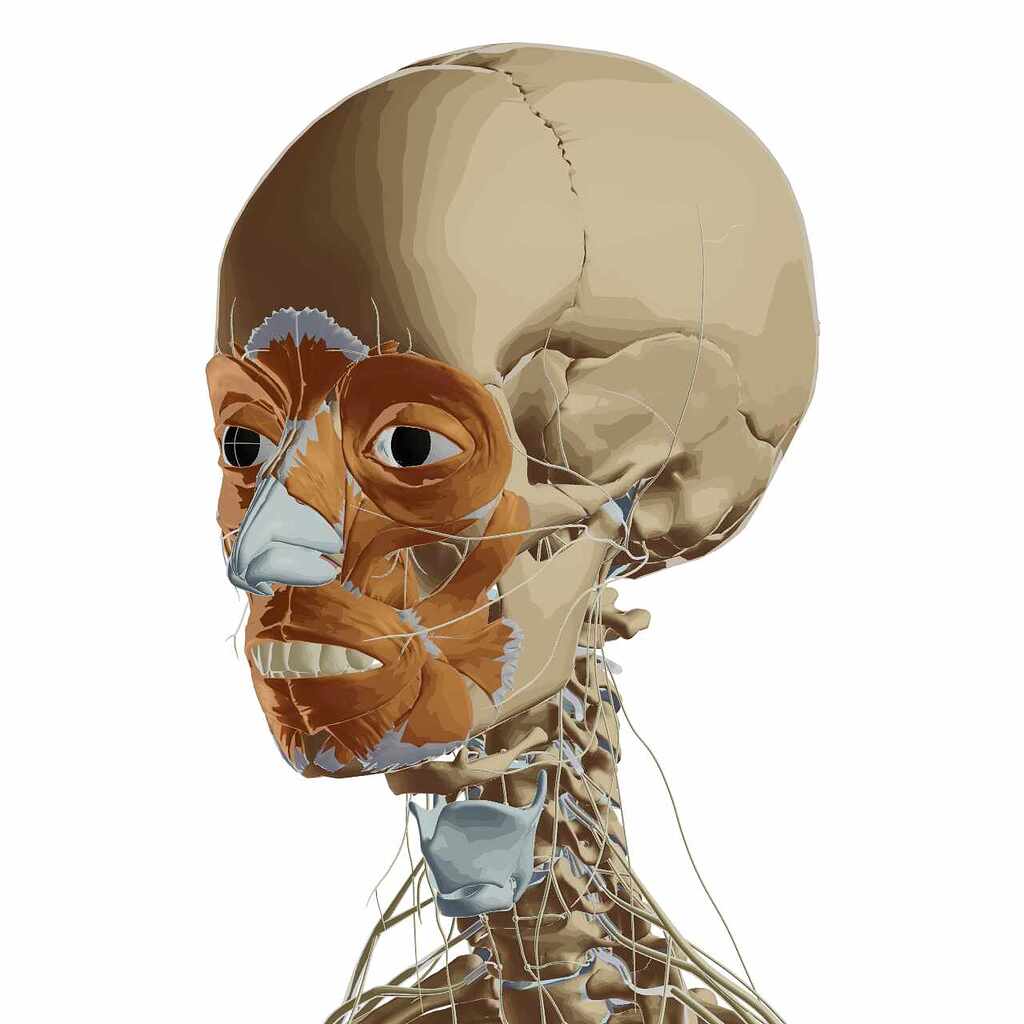 Open source 3D atlas of anatomy - ZBrushCentral
