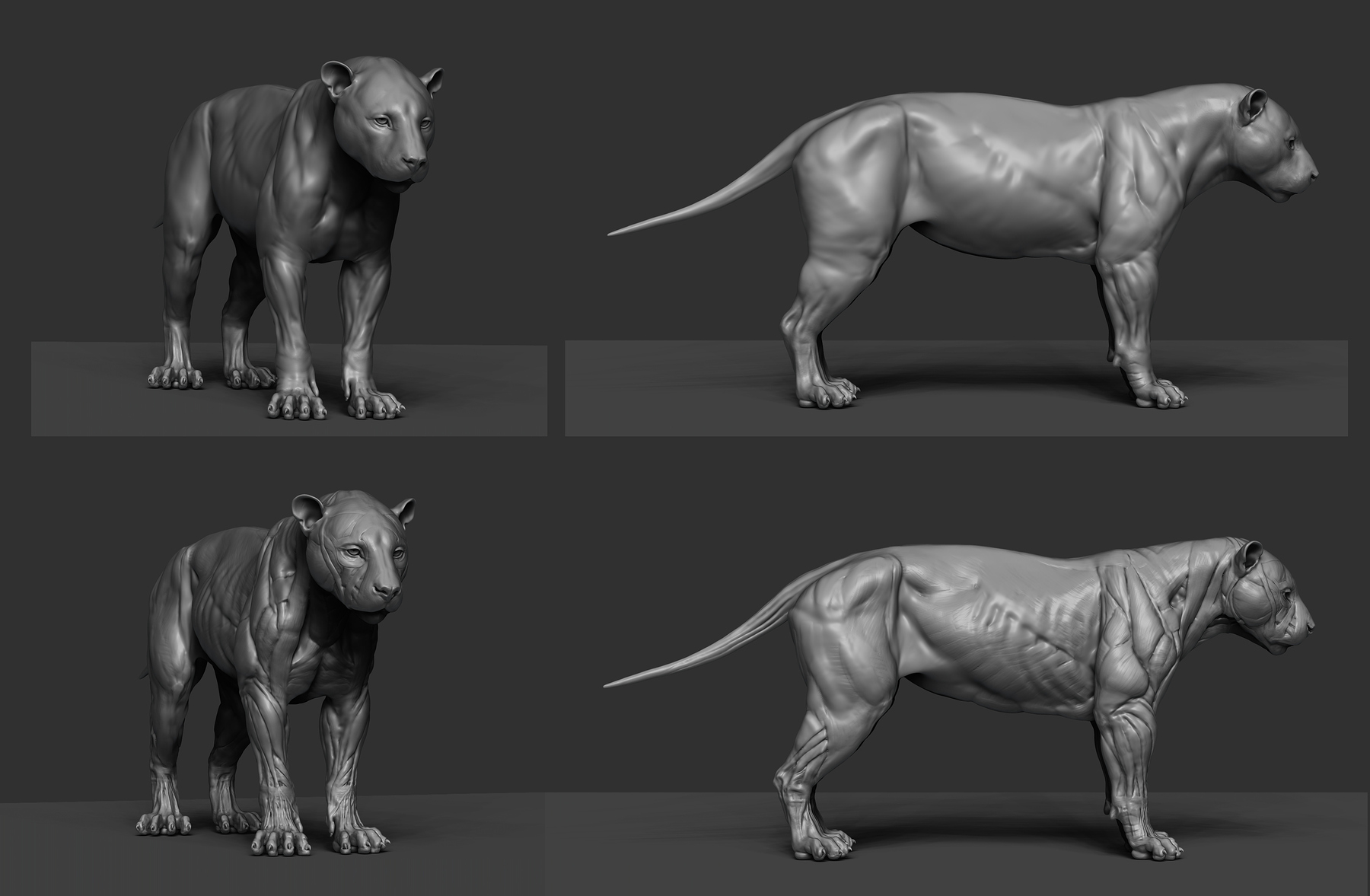 Panthera Onca - anatomy study - ZBrushCentral