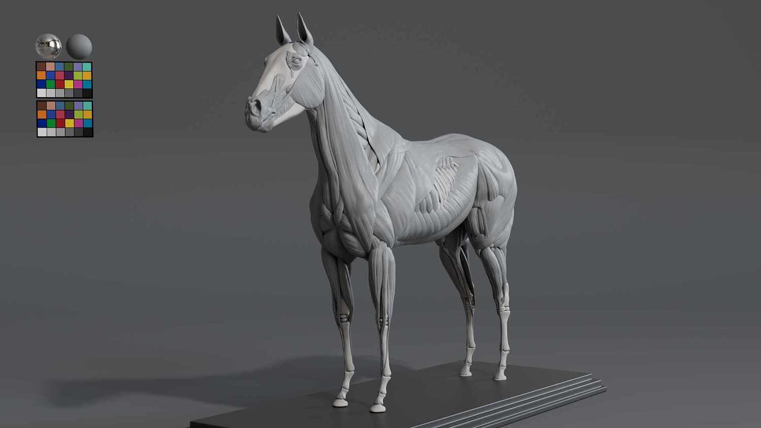Horse Ecorche - ZBrushCentral