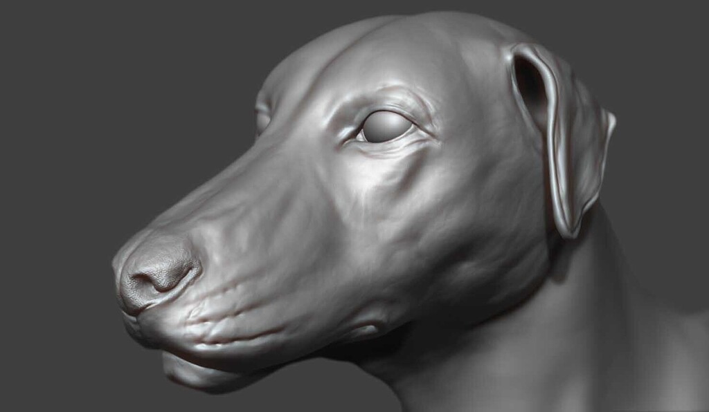 Sculpt a dog to study anatomy - ZBrushCentral