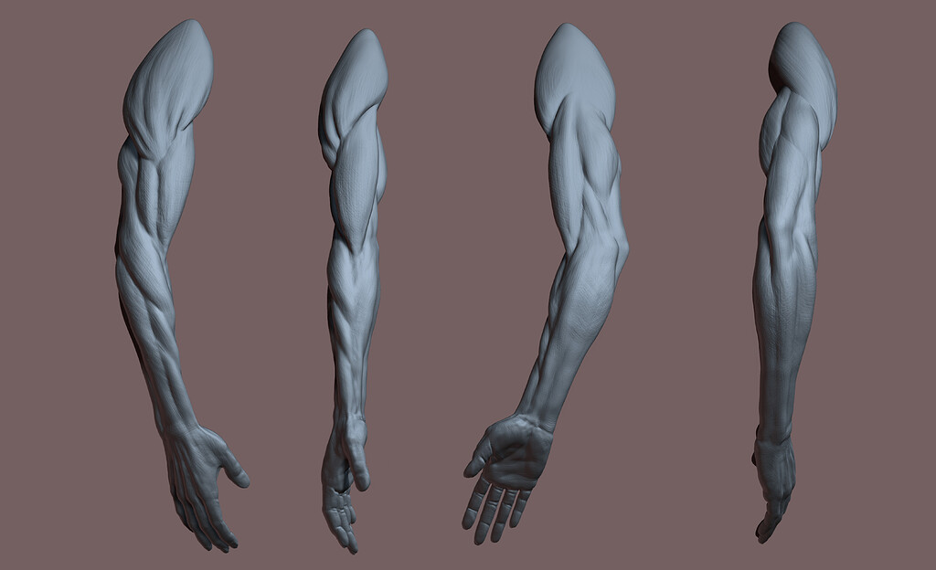 Female Arm Anatomy