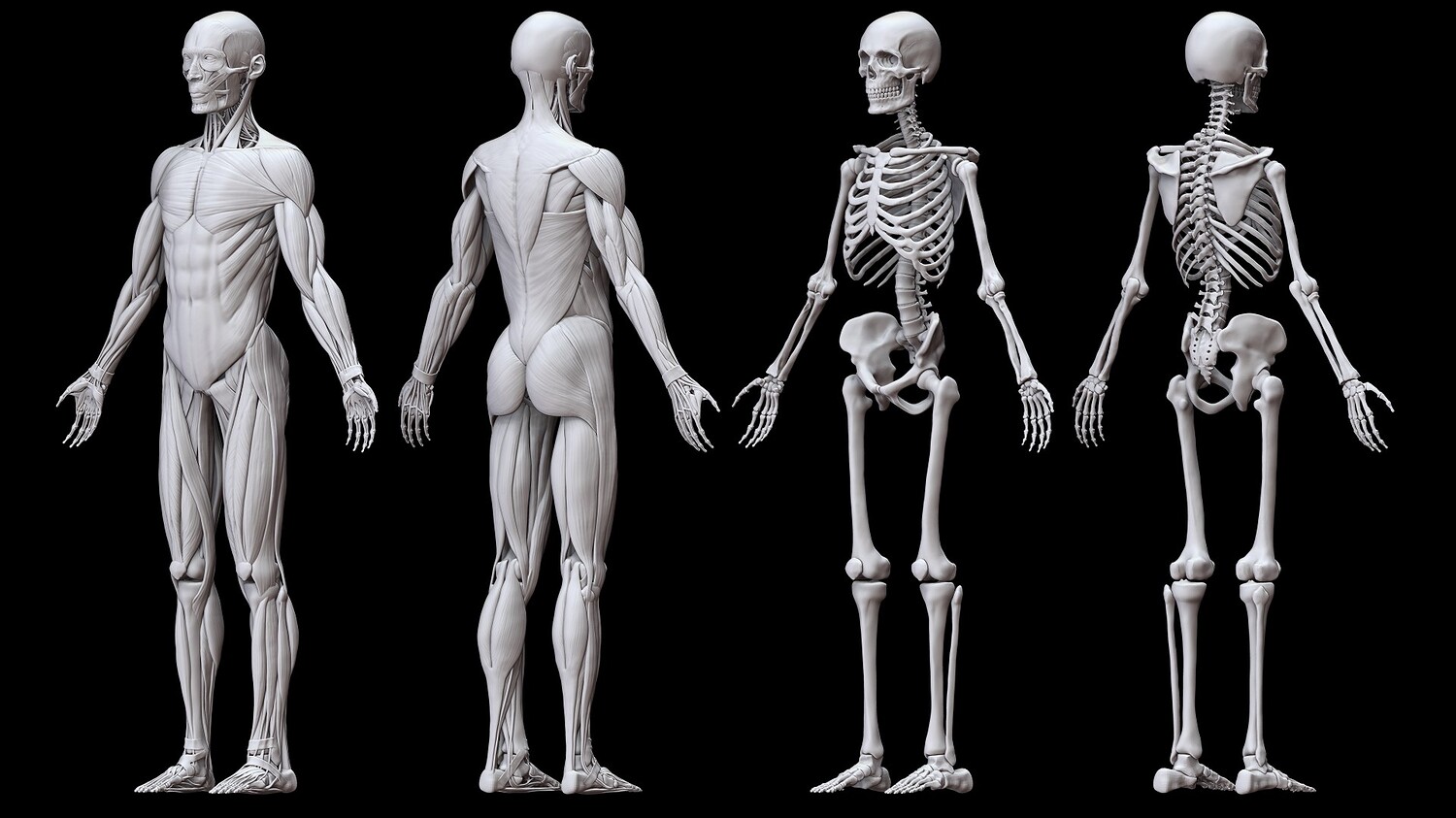 Ecorche - Human Anatomy Study - ZBrushCentral