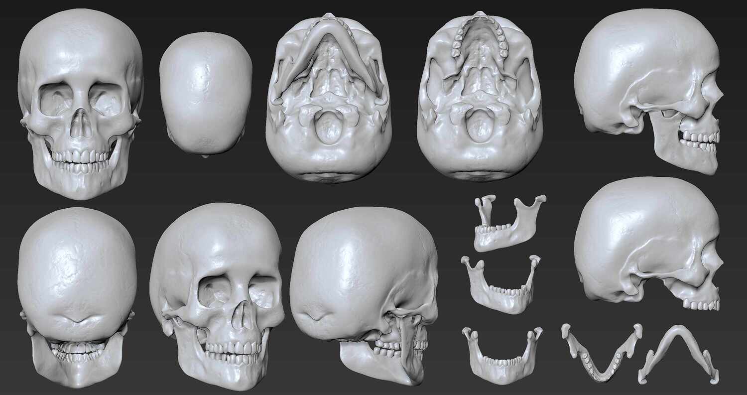 Skull anatomy practice - ZBrushCentral