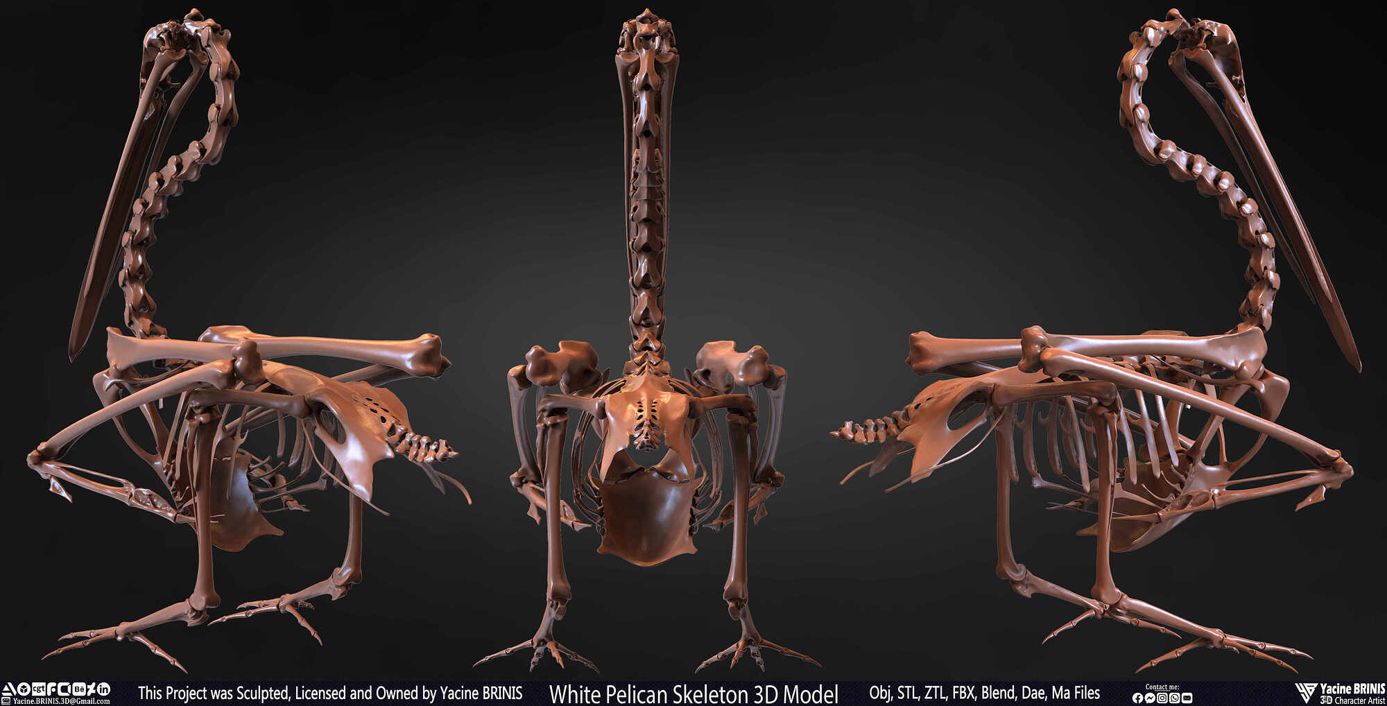 White Pelican Skeleton 3D Model - ZBrushCentral