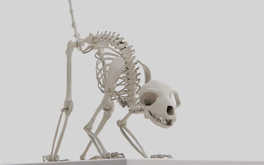 Lemur Skeleton - ZBrushCentral