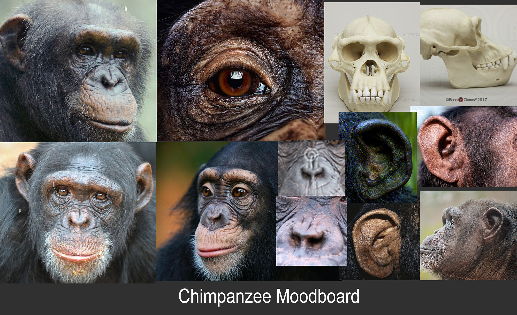 Chimpanzee - ZBrushCentral