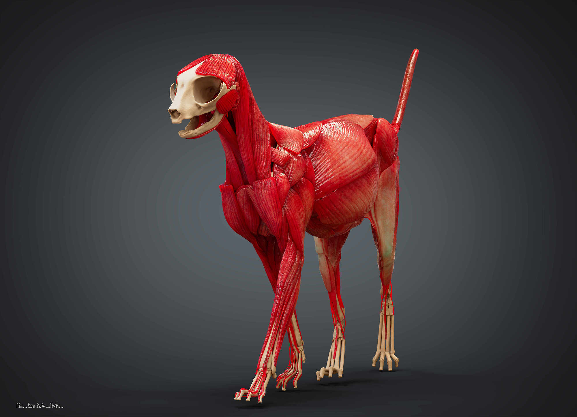 Sphinx cat - ZBrushCentral