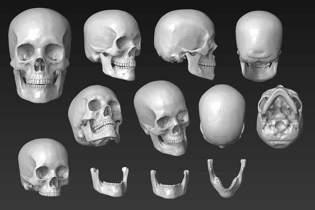 Female Skull - ZBrushCentral