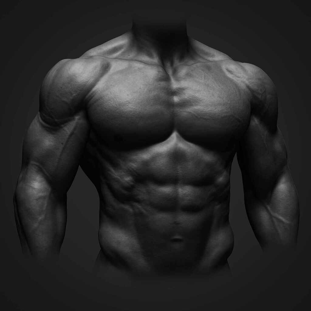 Anatomy Study Zbrushcentral