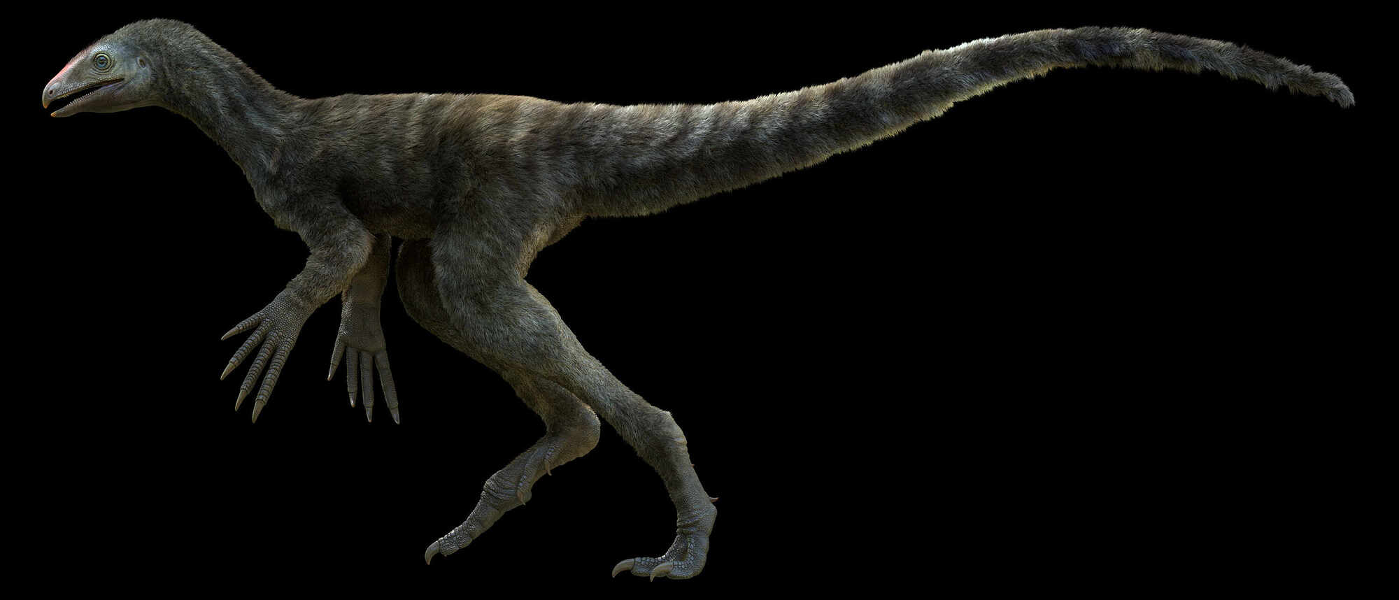 Venetoraptor gassenae - ZBrushCentral