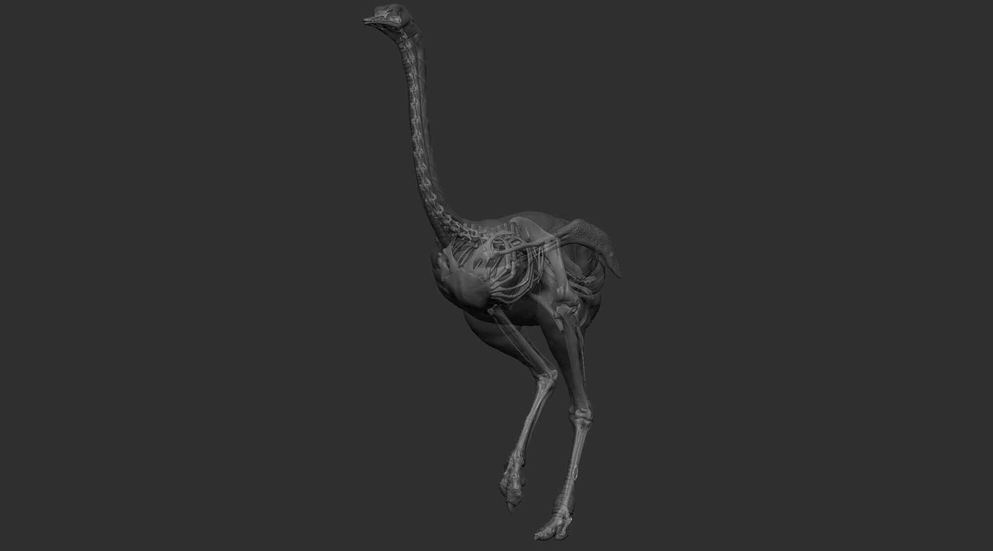 Ostrich Anatomy - ZBrushCentral