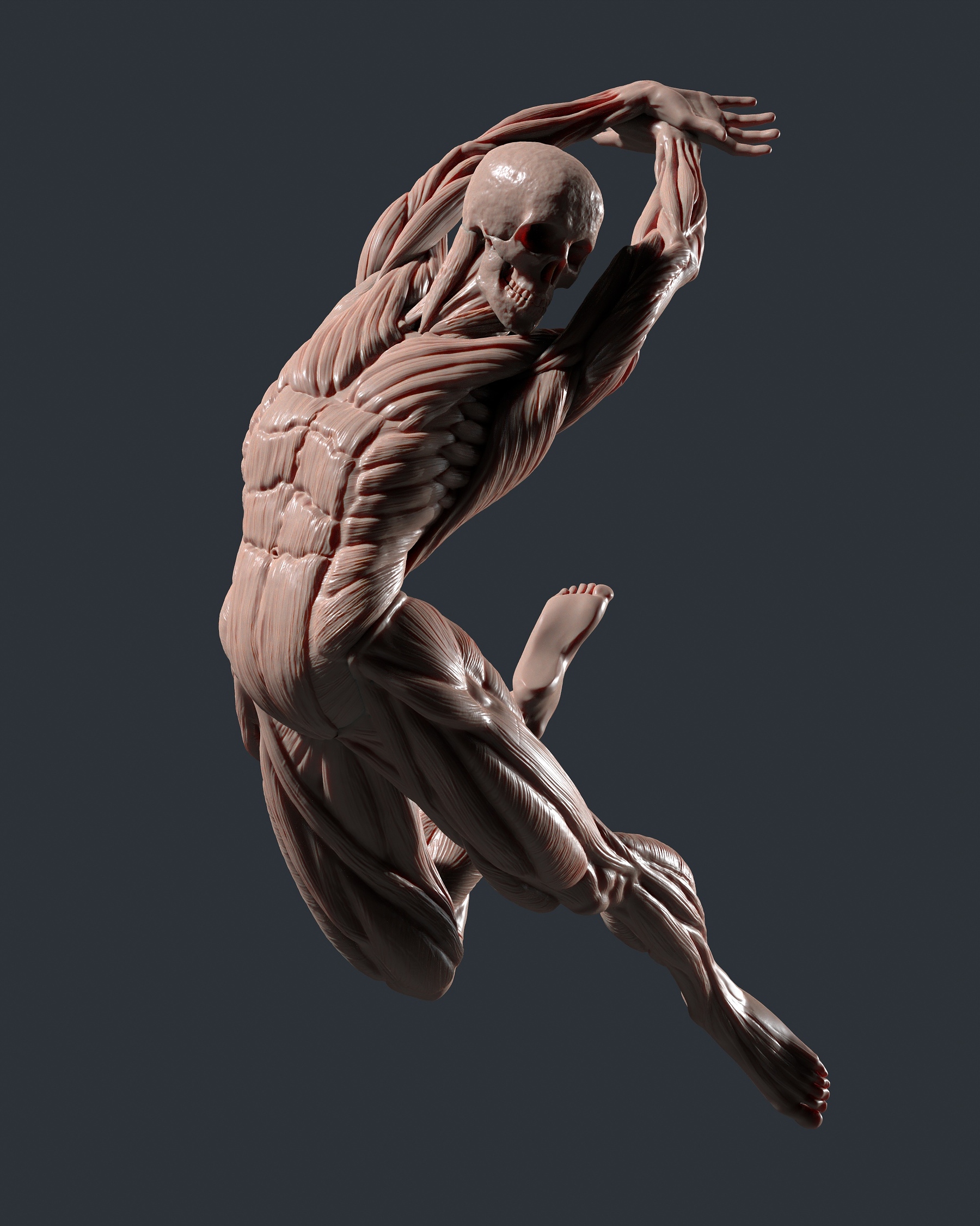 Dynamic Ecorche (Anatomy Study) - ZBrushCentral Dynamic Ecorche (Anatomy Study) - ZBrushCentral