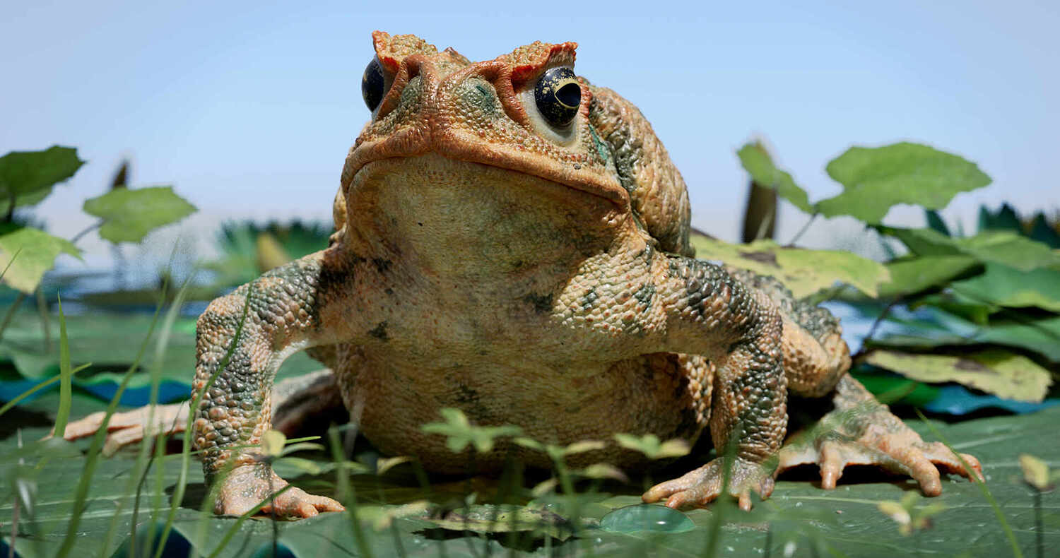 Toad - ZBrushCentral