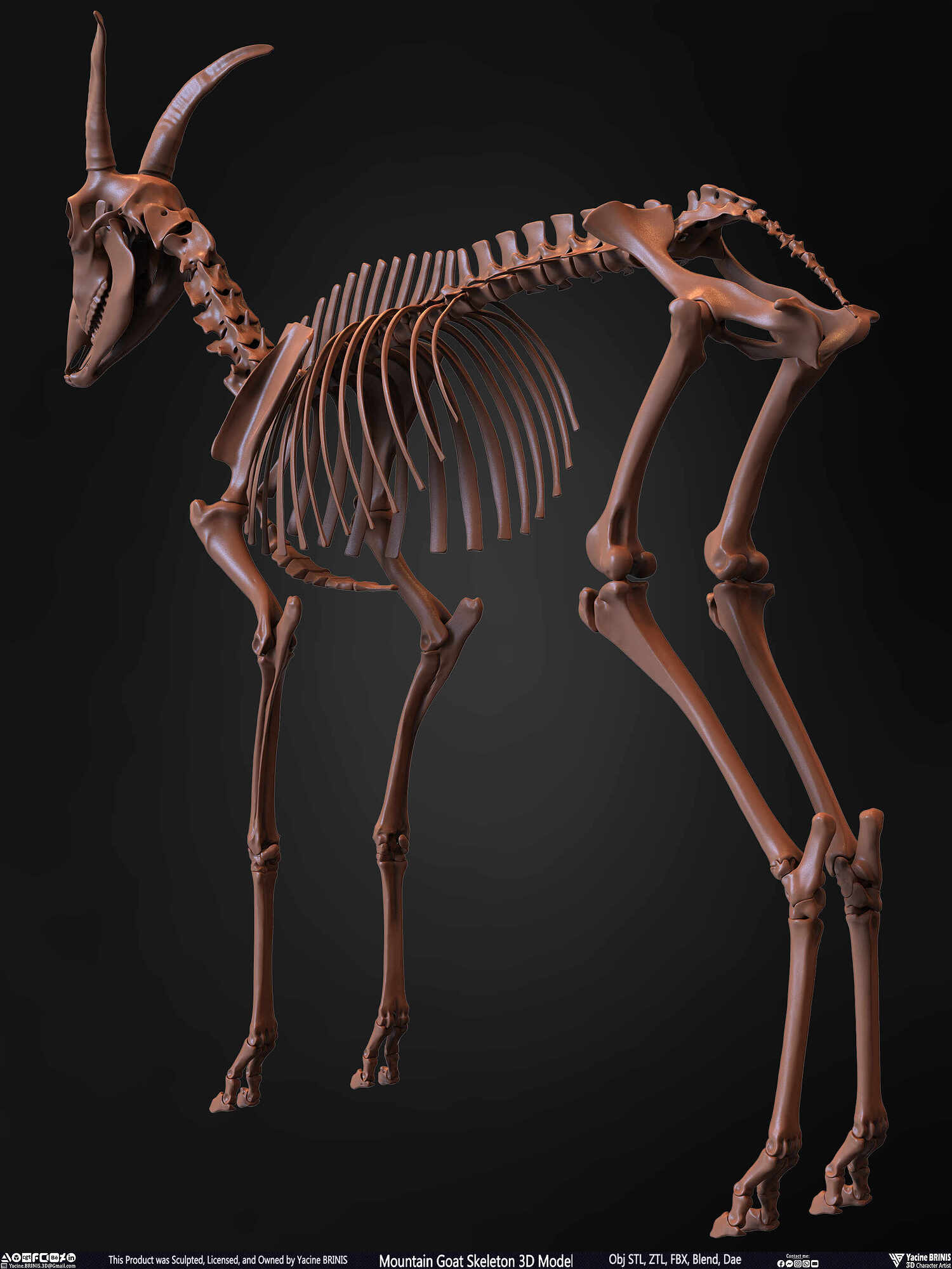 Mountain Goat Skeleton 3D Model - ZBrushCentral