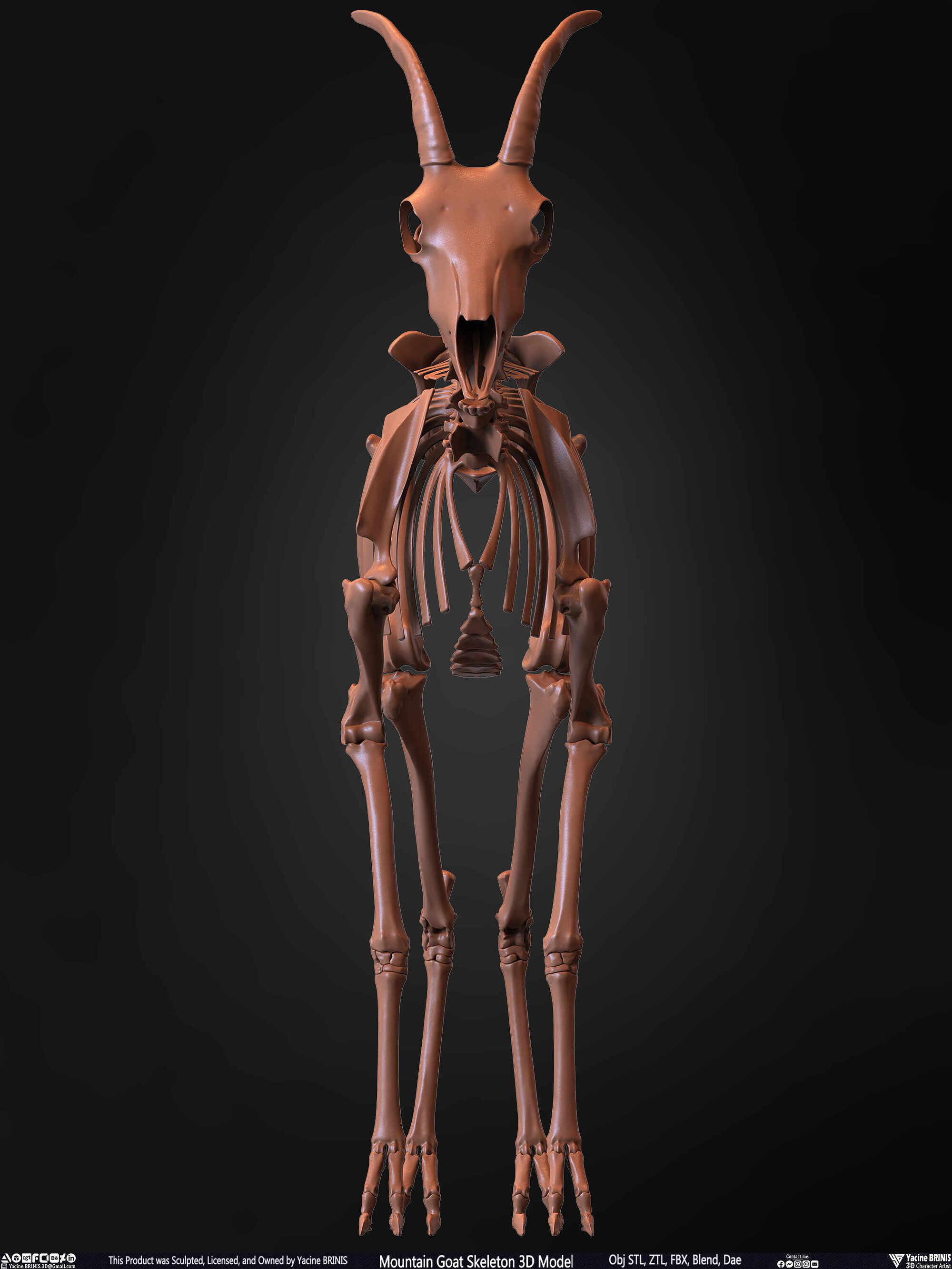 Mountain Goat Skeleton 3D Model - ZBrushCentral