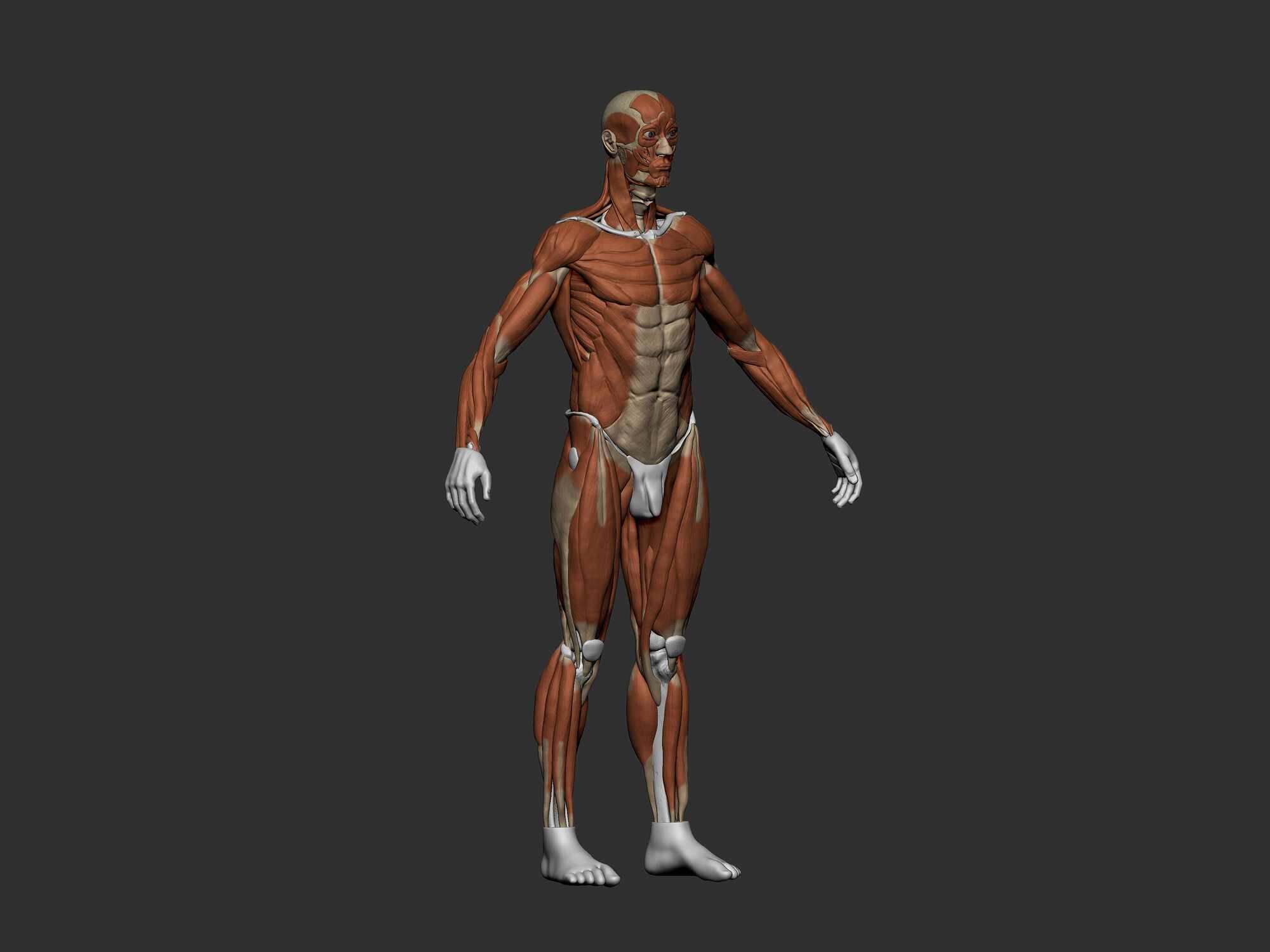 Ecorché human anatomy - ZBrushCentral