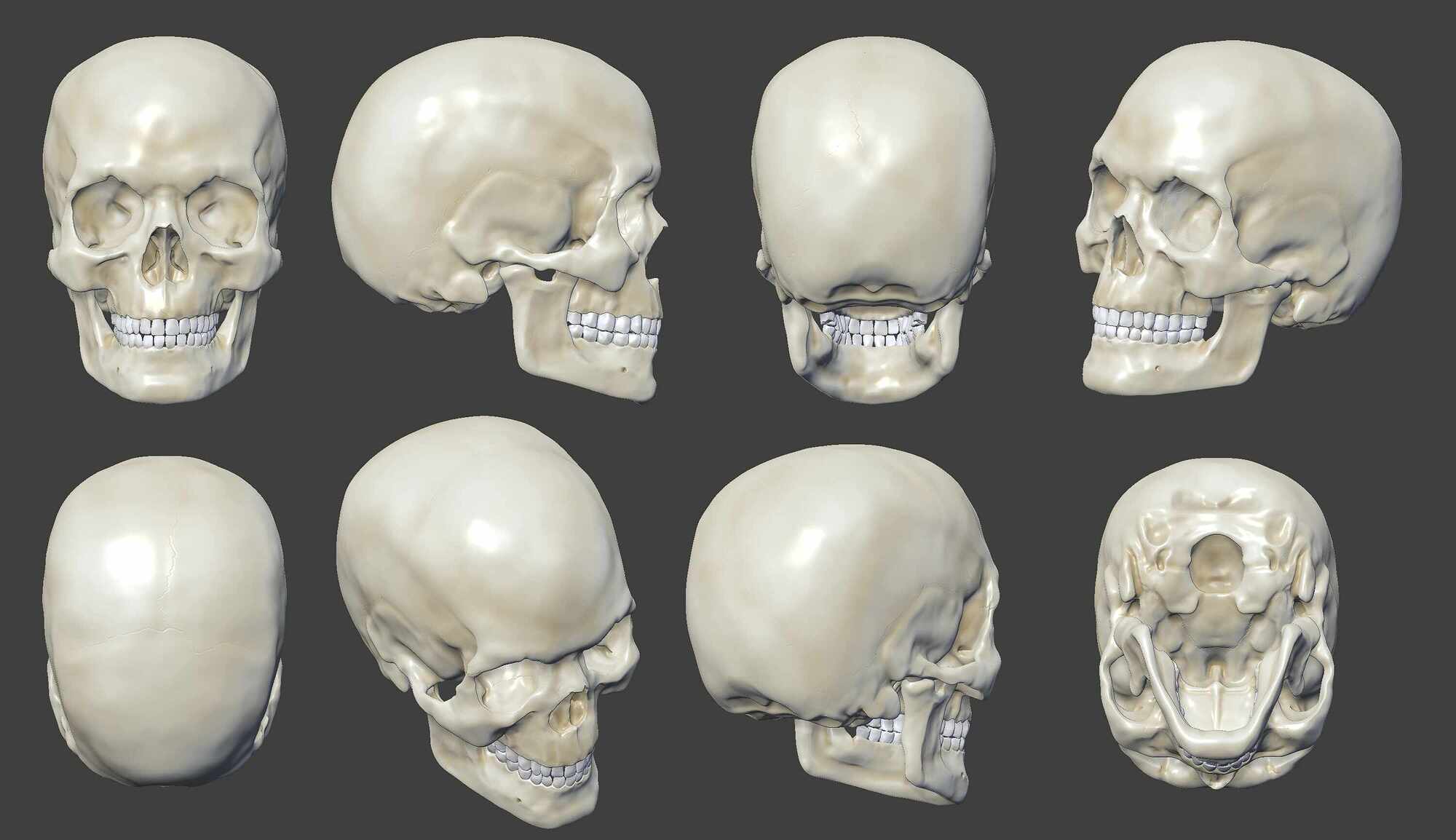 Human skull - ZBrushCentral