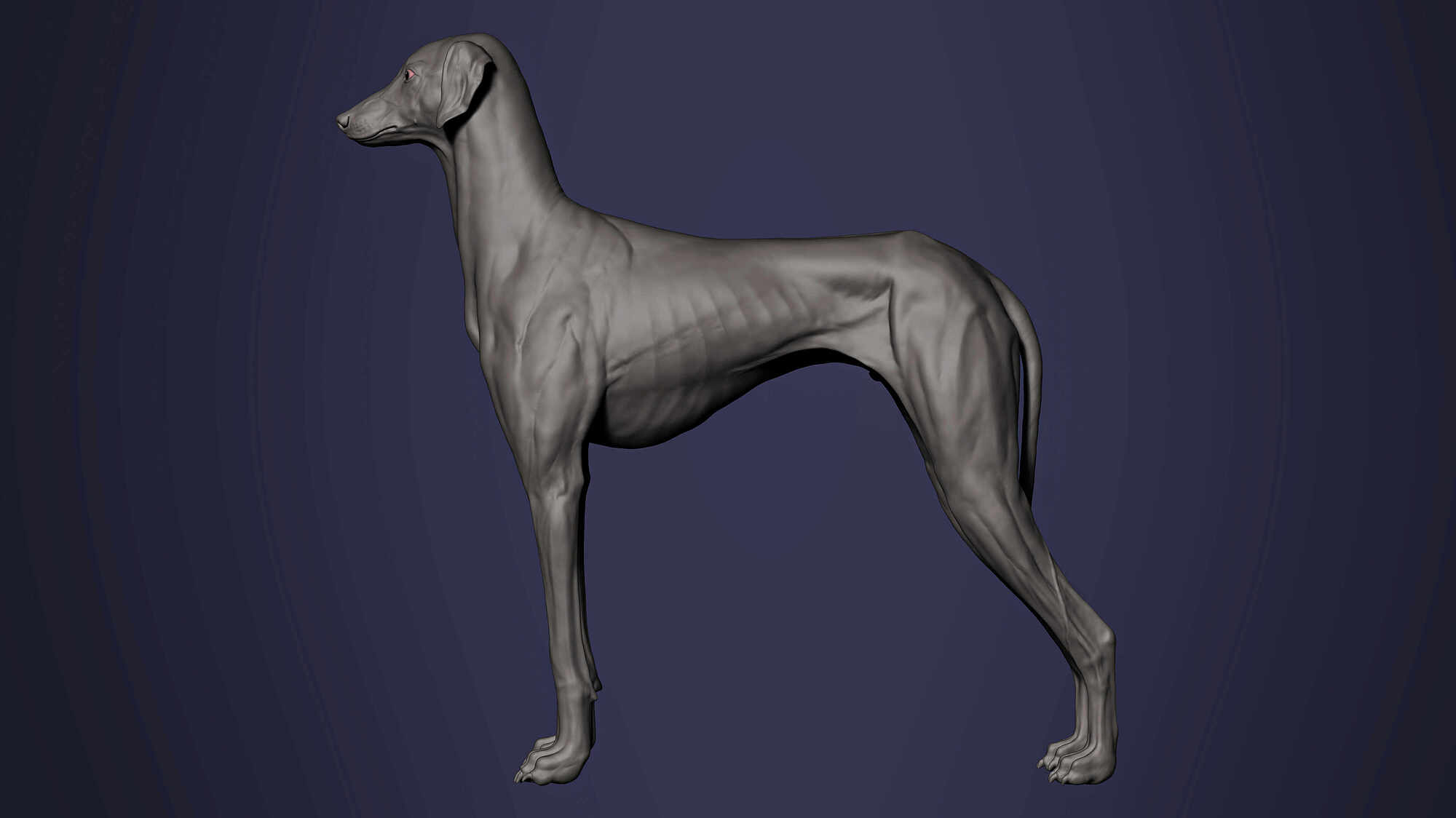 Greyhound(anatomy Study) - ZBrushCentral